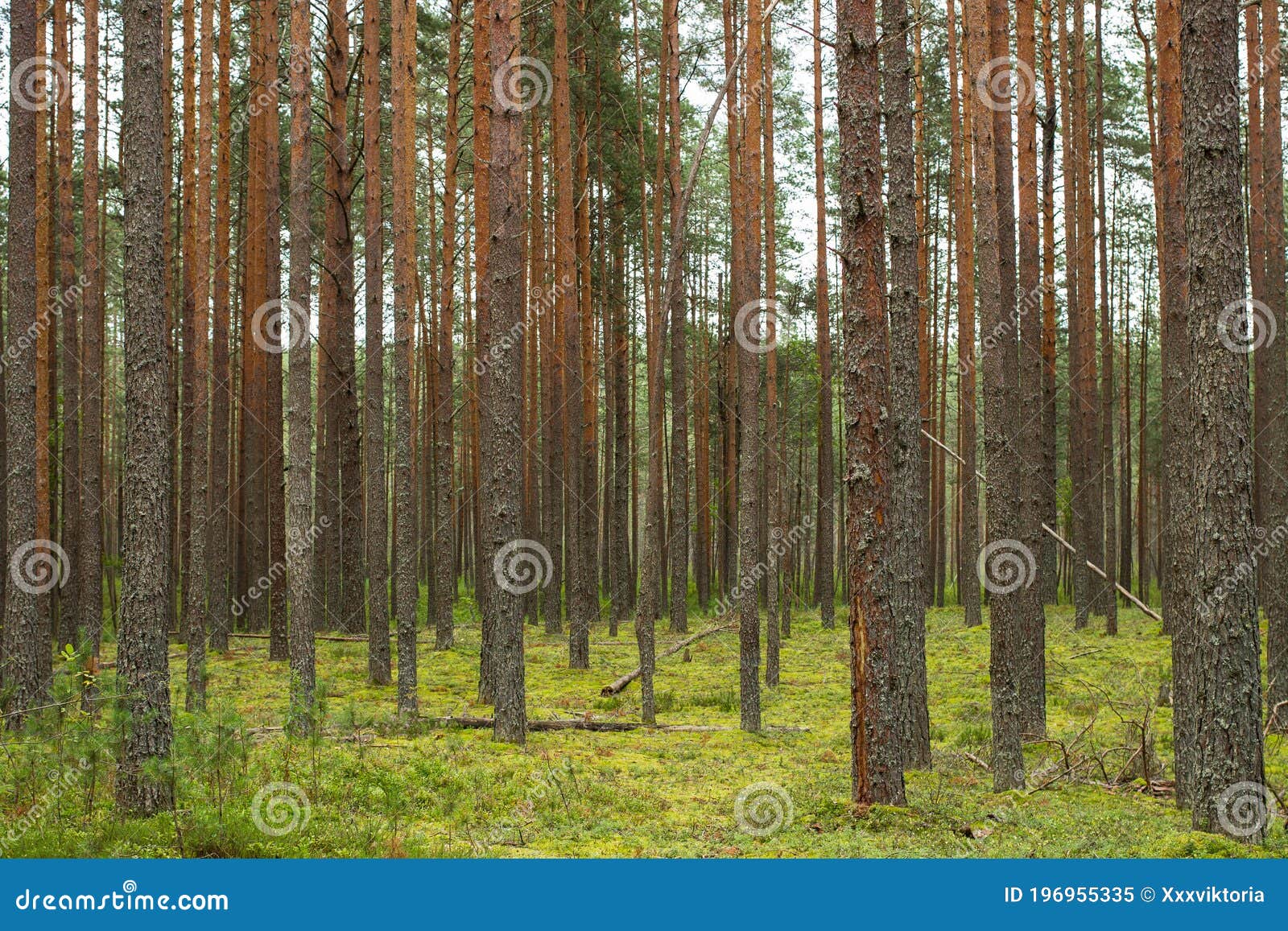 Beautiful Forest Landscape. Forest with Tall, Even Trunks of Pine Trees ...