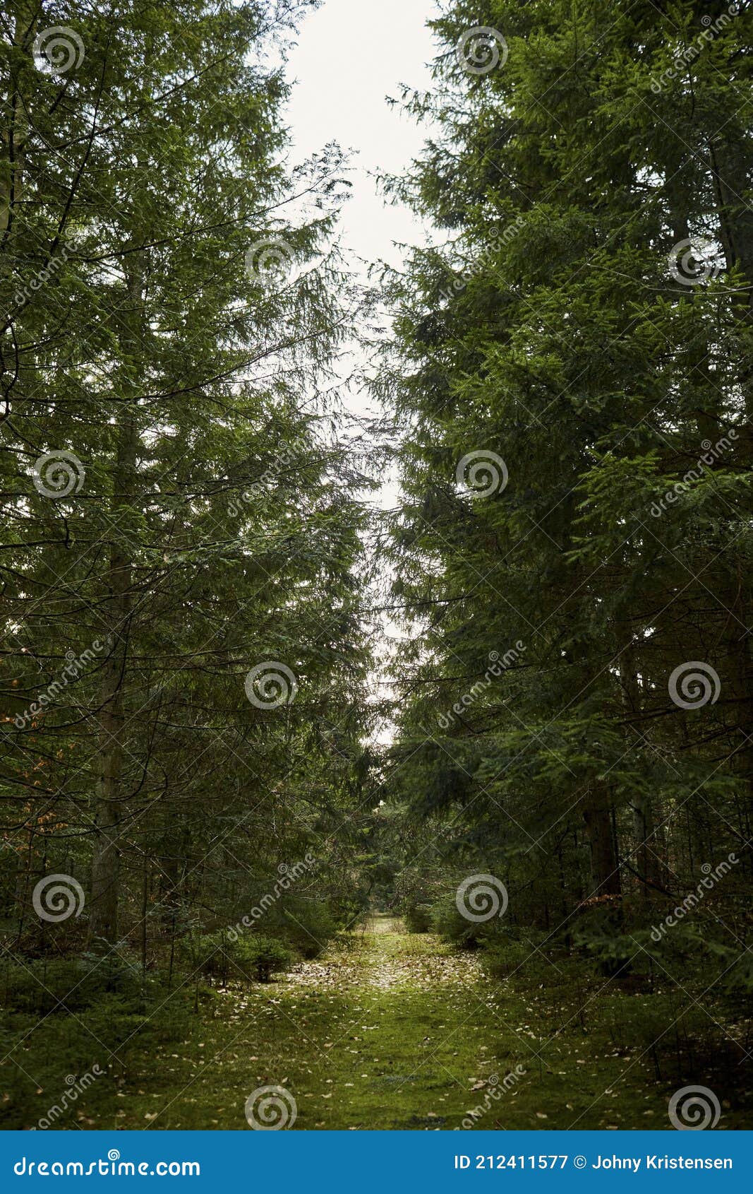 A Beautiful Forest with Large Trees and a Path Stock Image - Image of ...