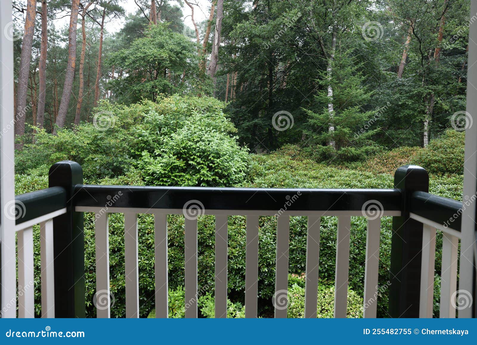 Beautiful Forest with Many Different Green Plants, View from Balcony ...