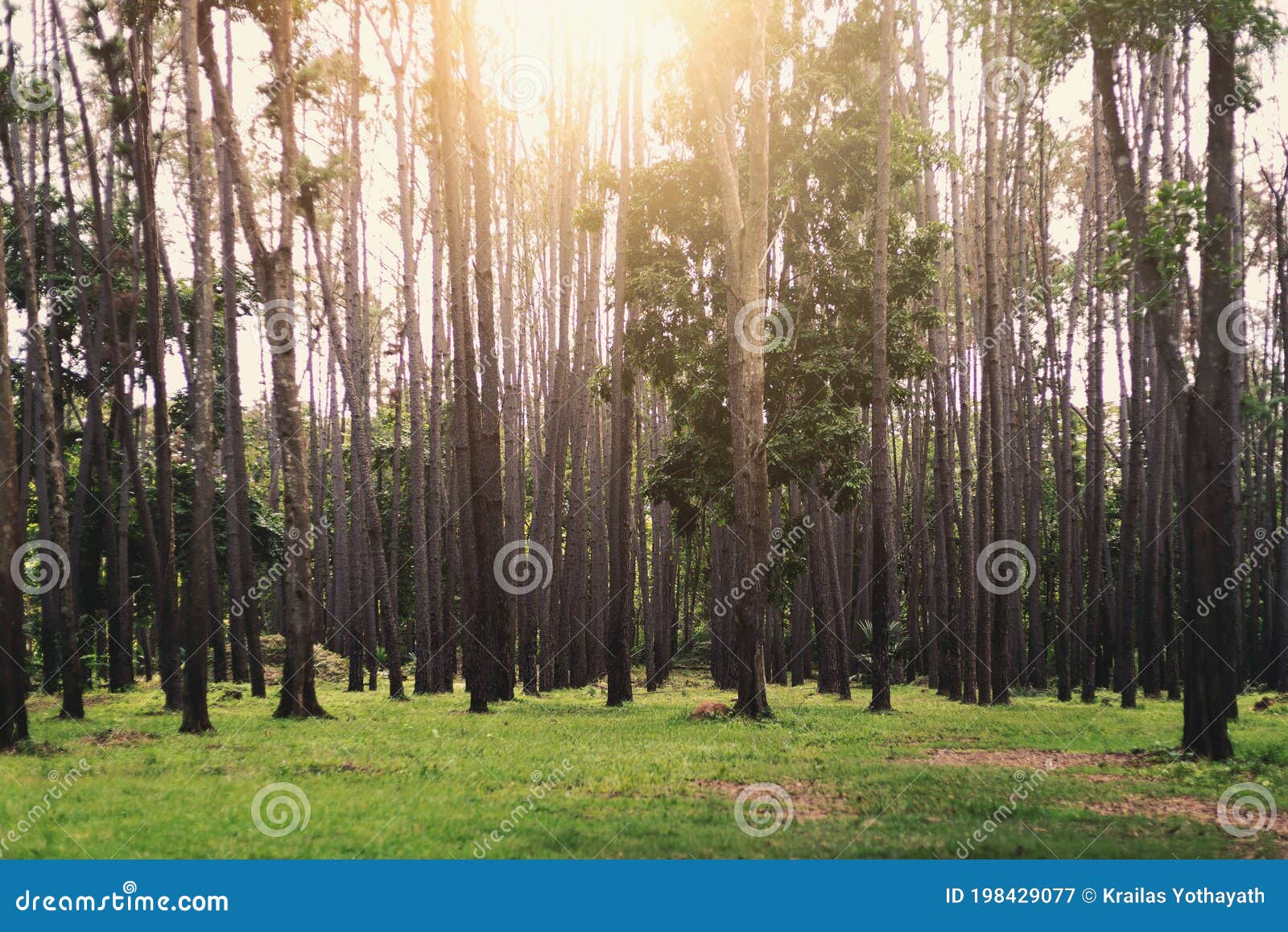 Beautiful Forest with Many Trees, Sunlight Shines through Stock Image ...