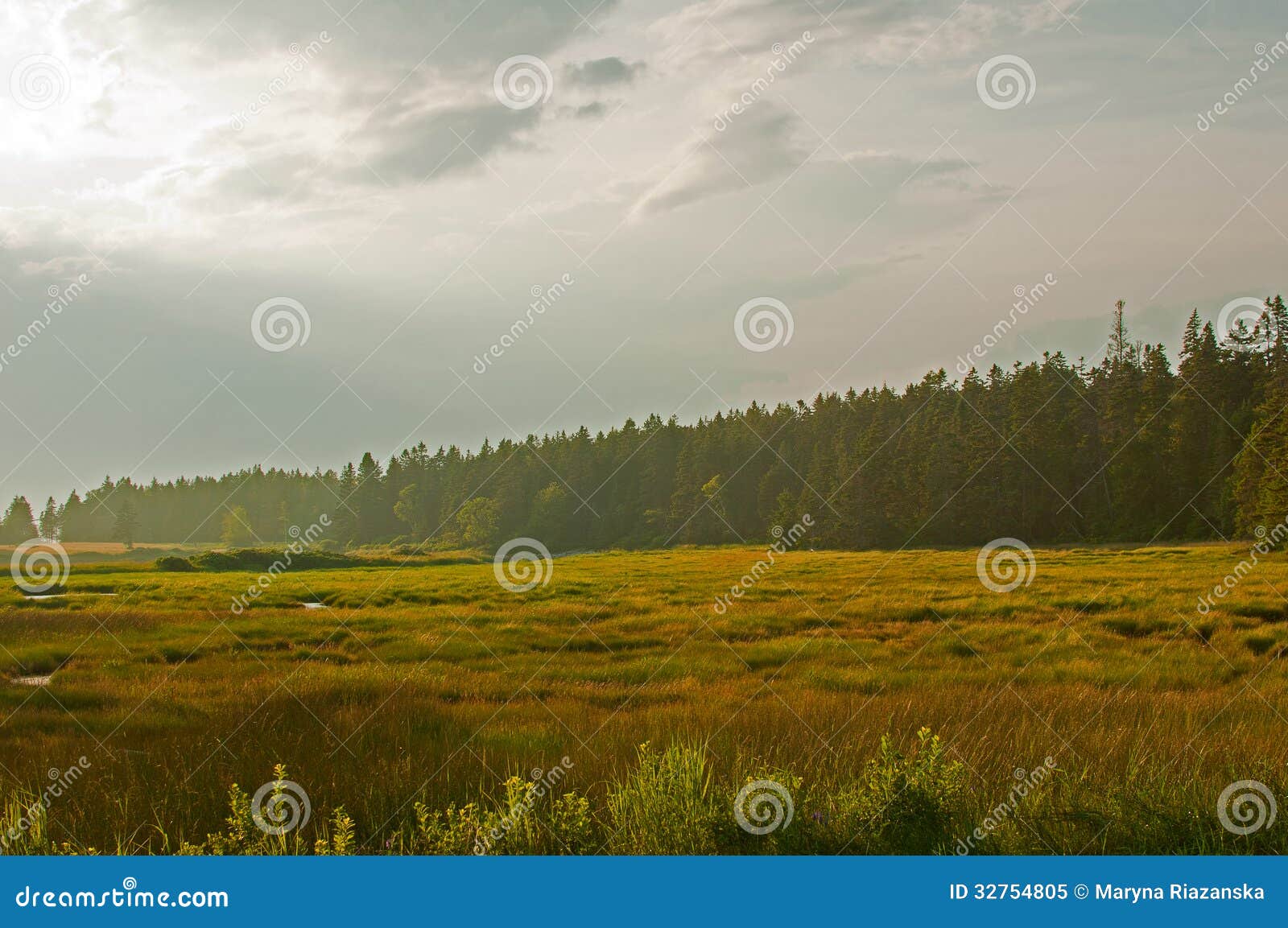 Beautiful Forest and Meadow Landscape Stock Image - Image of land ...