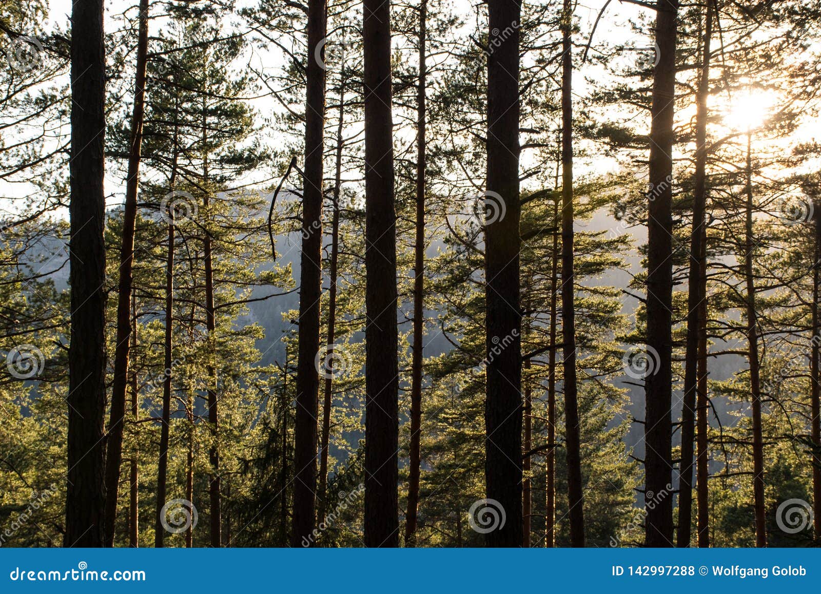 Forest in the Morning Light Stock Photo - Image of leaf, blossom: 142997288