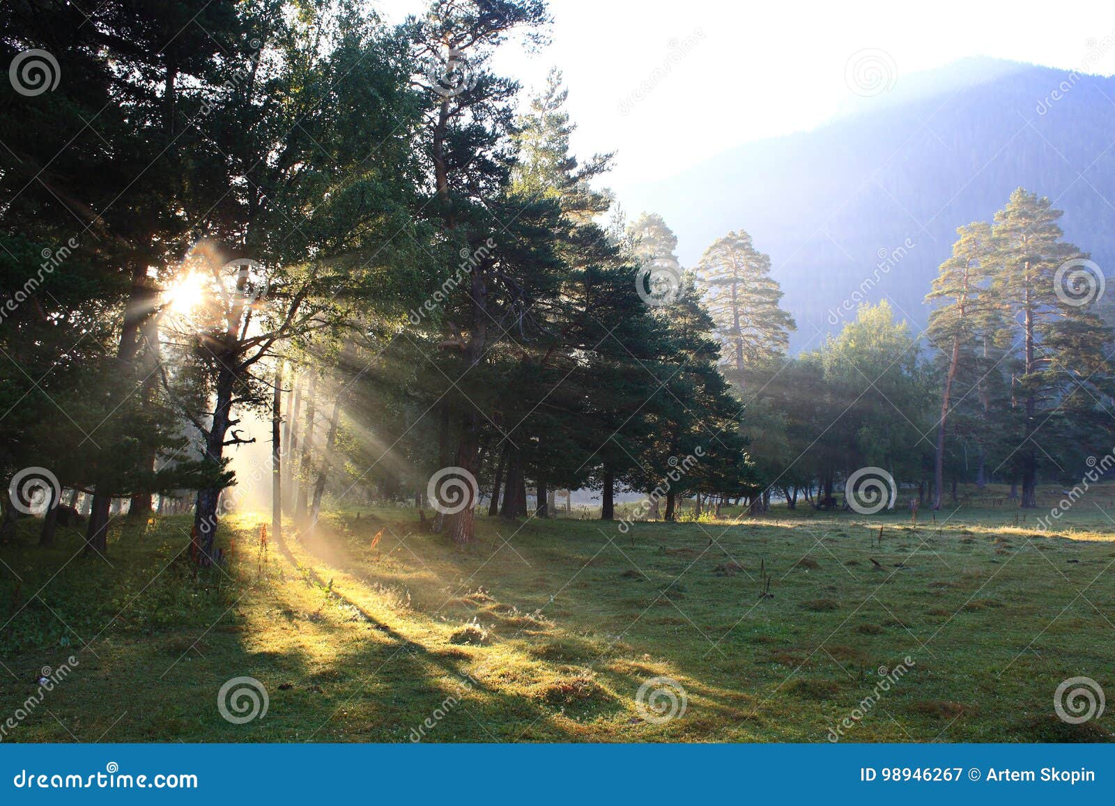 Beautiful Forest in the Morning Light Stock Image - Image of nature ...