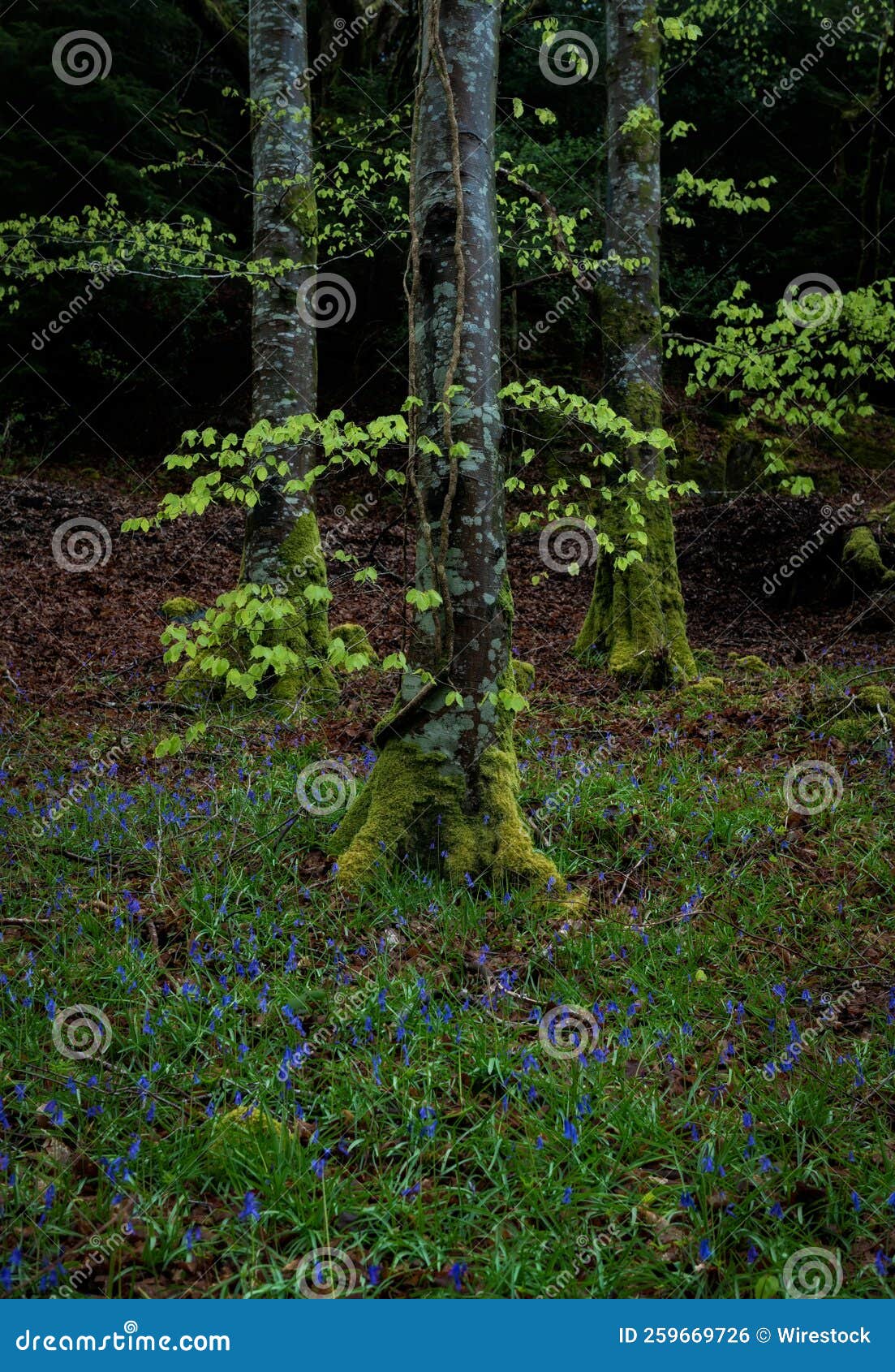 Beautiful Forest with Old Mossy Trees Stock Photo - Image of landscape ...