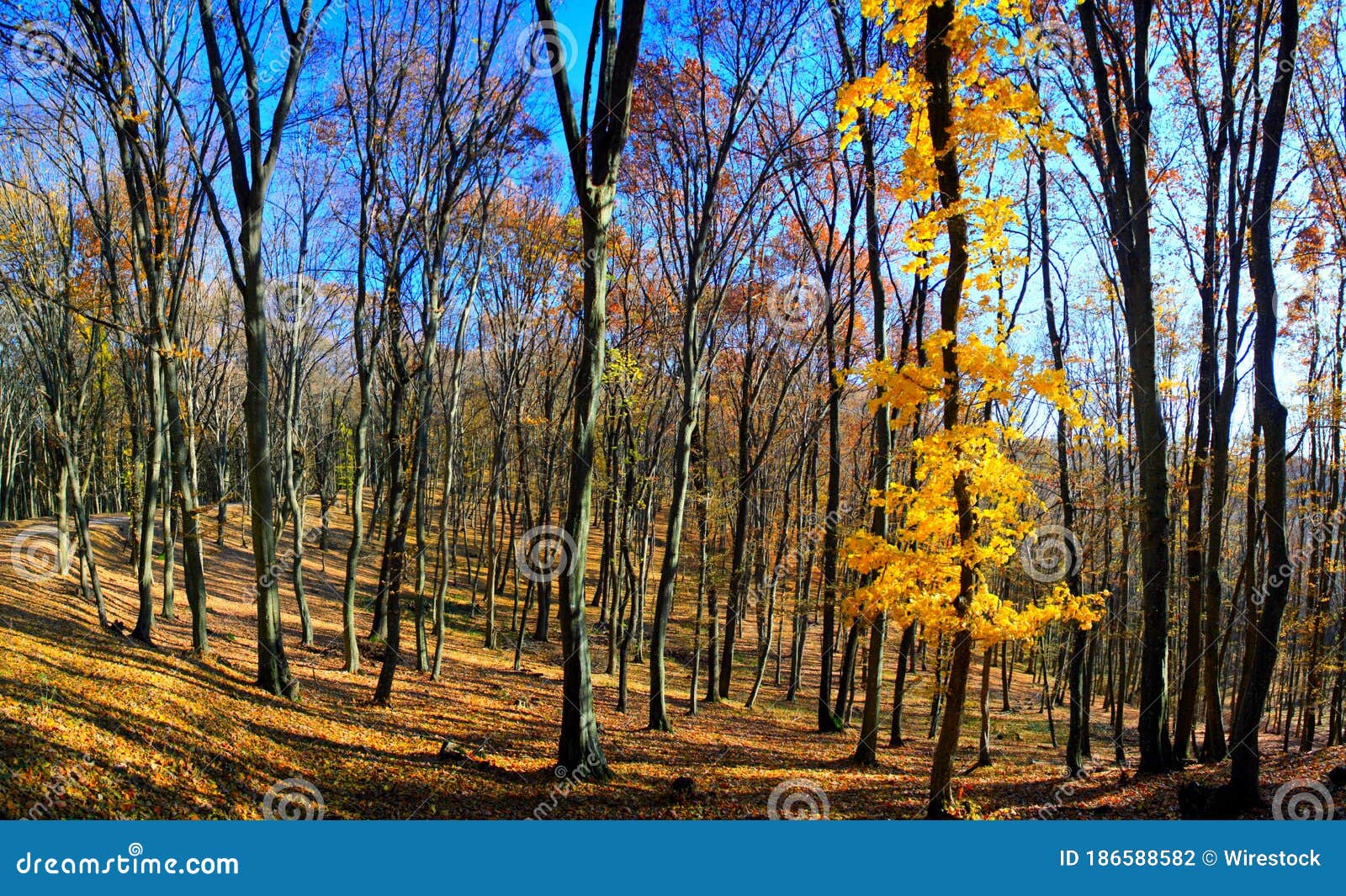 Beautiful Forest with Orange and Yellow Leaves Stock Photo - Image of ...