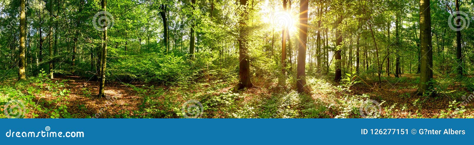 Beautiful forest panorama stock image. Image of panoramic - 126277151