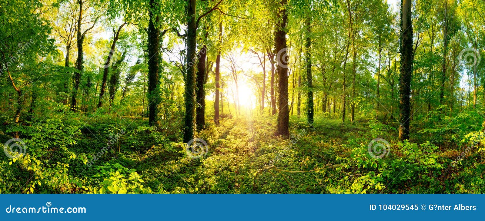 Beautiful forest panorama stock image. Image of light - 104029545