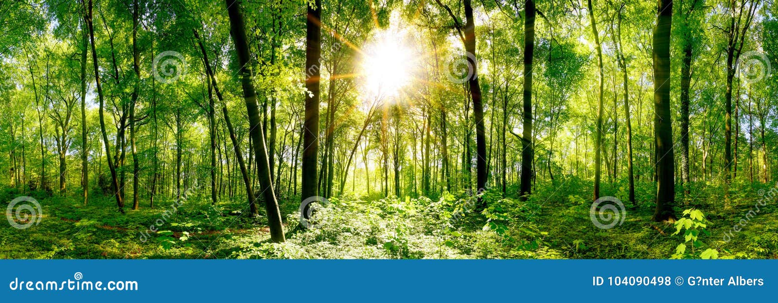Beautiful forest panorama stock photo. Image of trees - 104090498