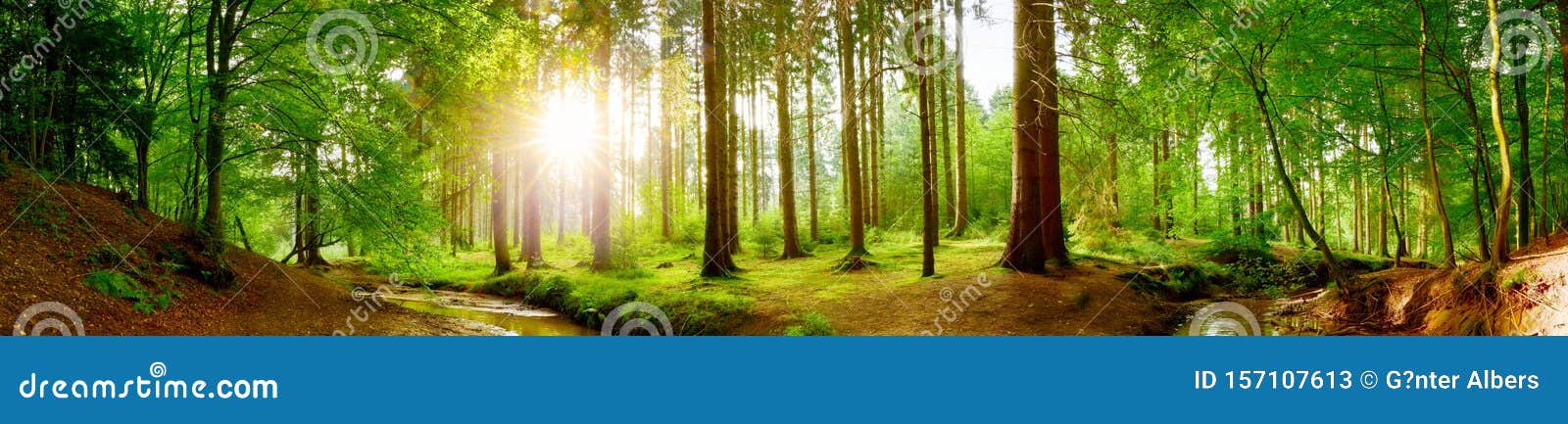 Forest Panorama with Bright Sun Stock Image - Image of beauty, floor ...