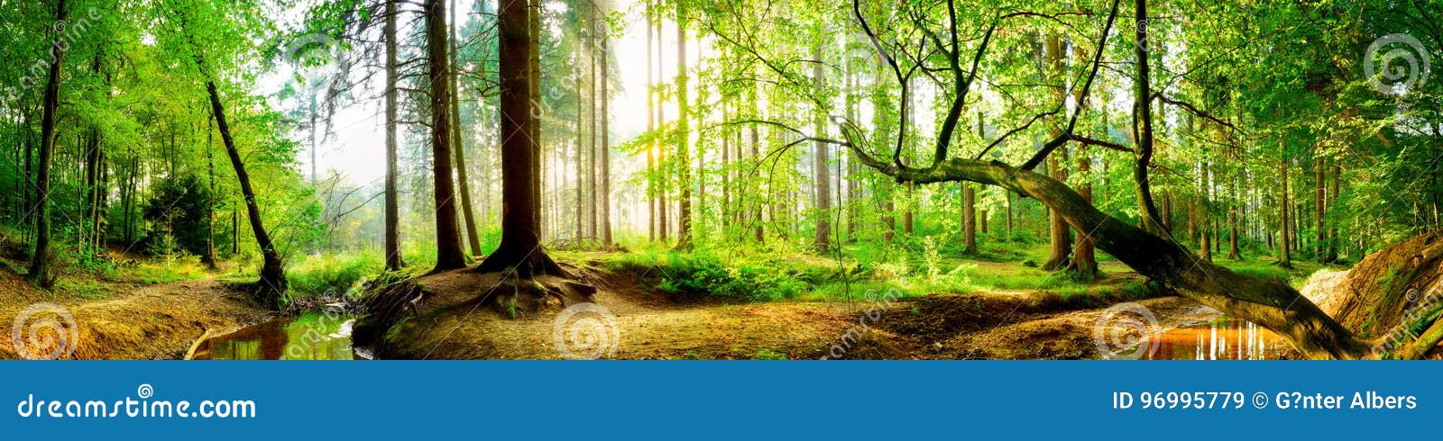 Forest panorama stock image. Image of idyllic, seasonal - 96995779