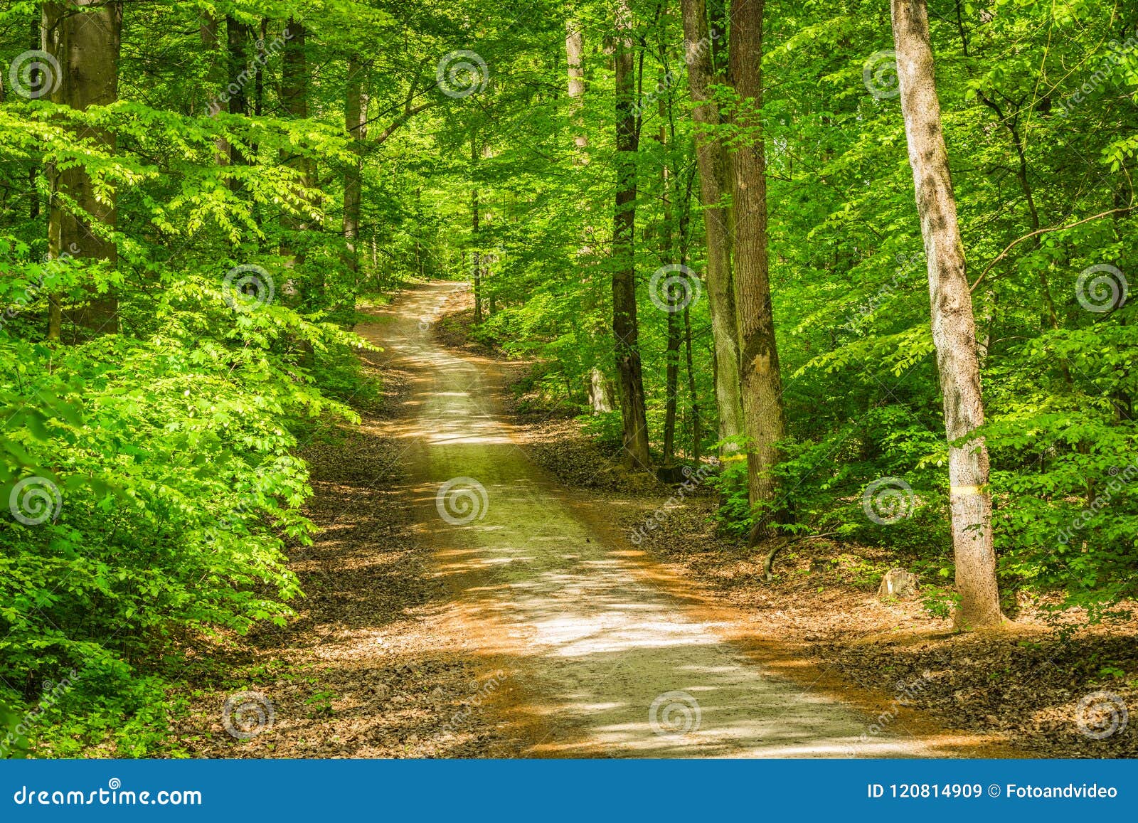 Beautiful Forest Path through Fresh Green Trees Stock Image - Image of ...