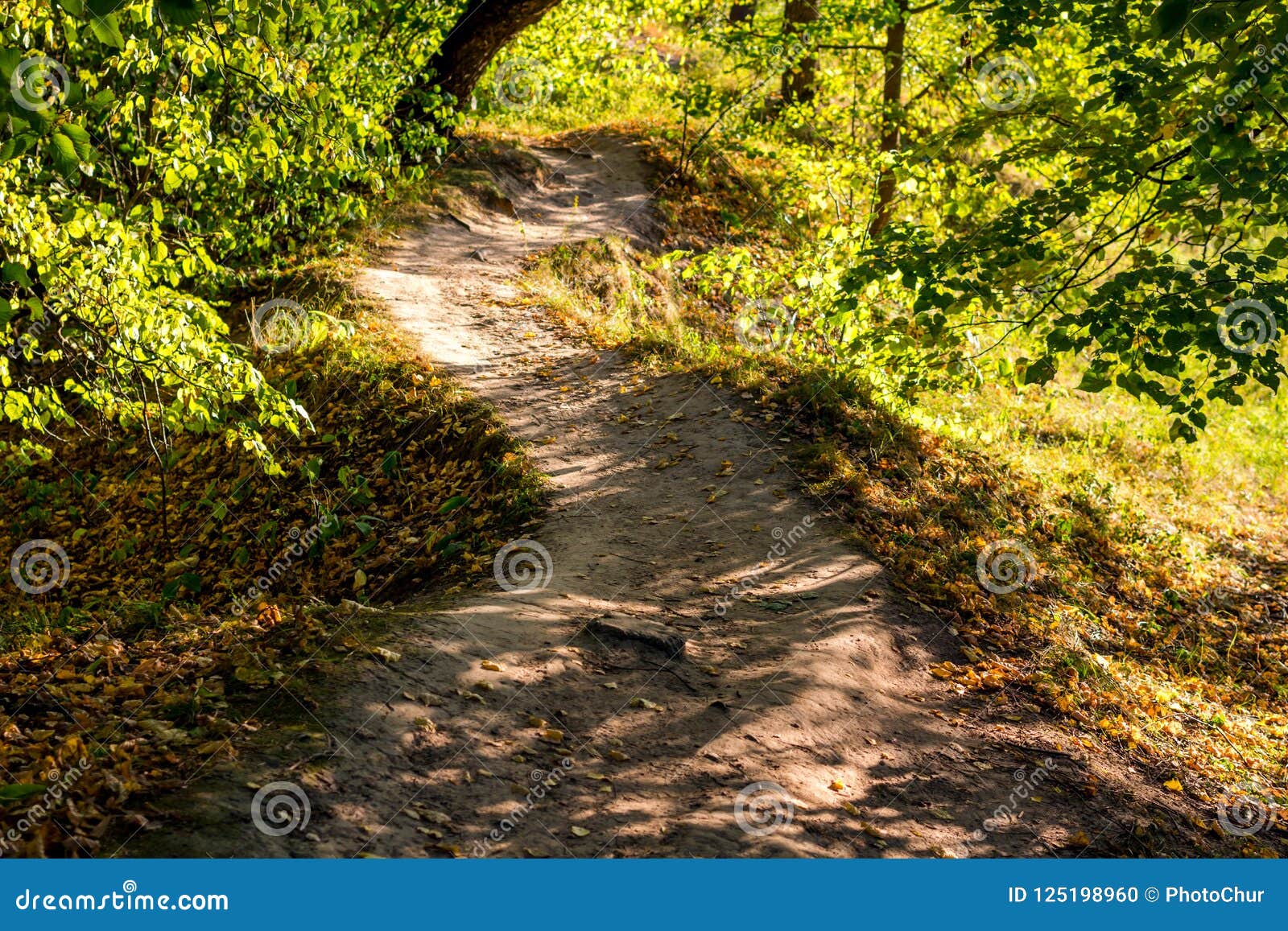 Beautiful Forest Path Illuminated by the Sun at Sunset Stock Photo ...