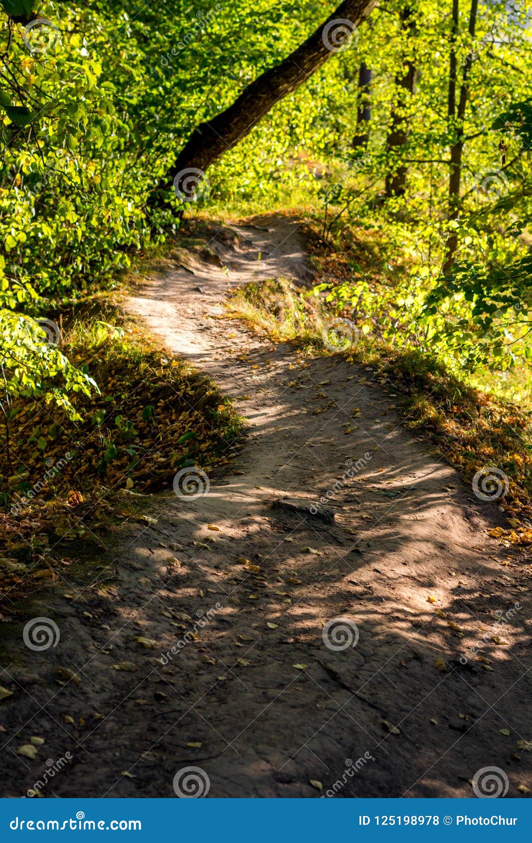 Beautiful Forest Path Illuminated by the Sun at Sunset Stock Photo ...