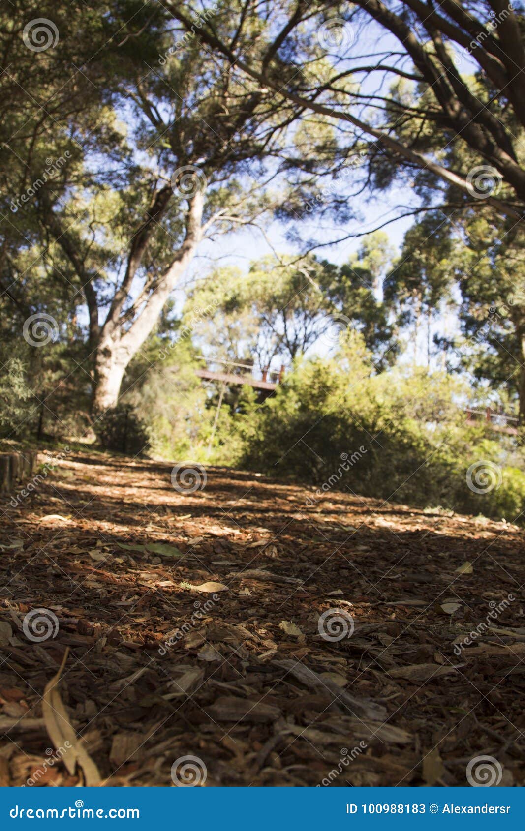Beautiful Forest Path with Leaf in Floor Perth Australia Nice Stock ...