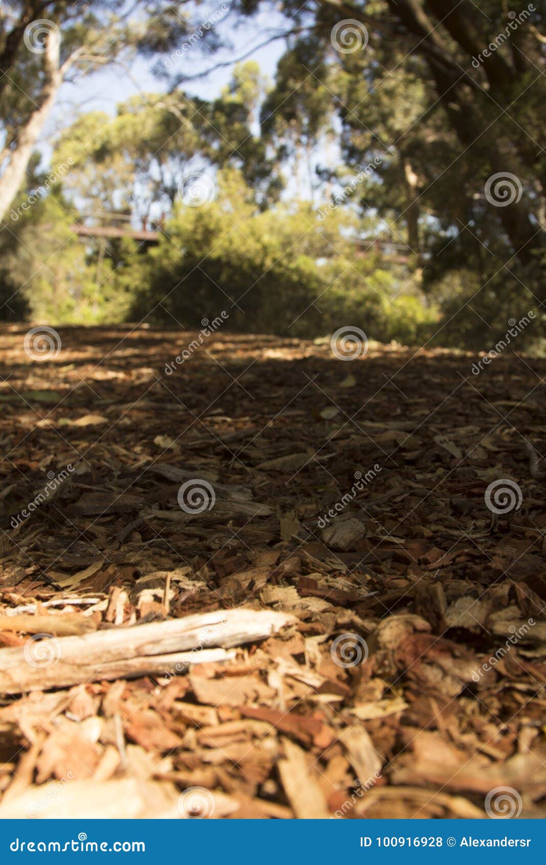 Beautiful Forest Path with Leaf in Floor Perth Australia Nice Stock ...