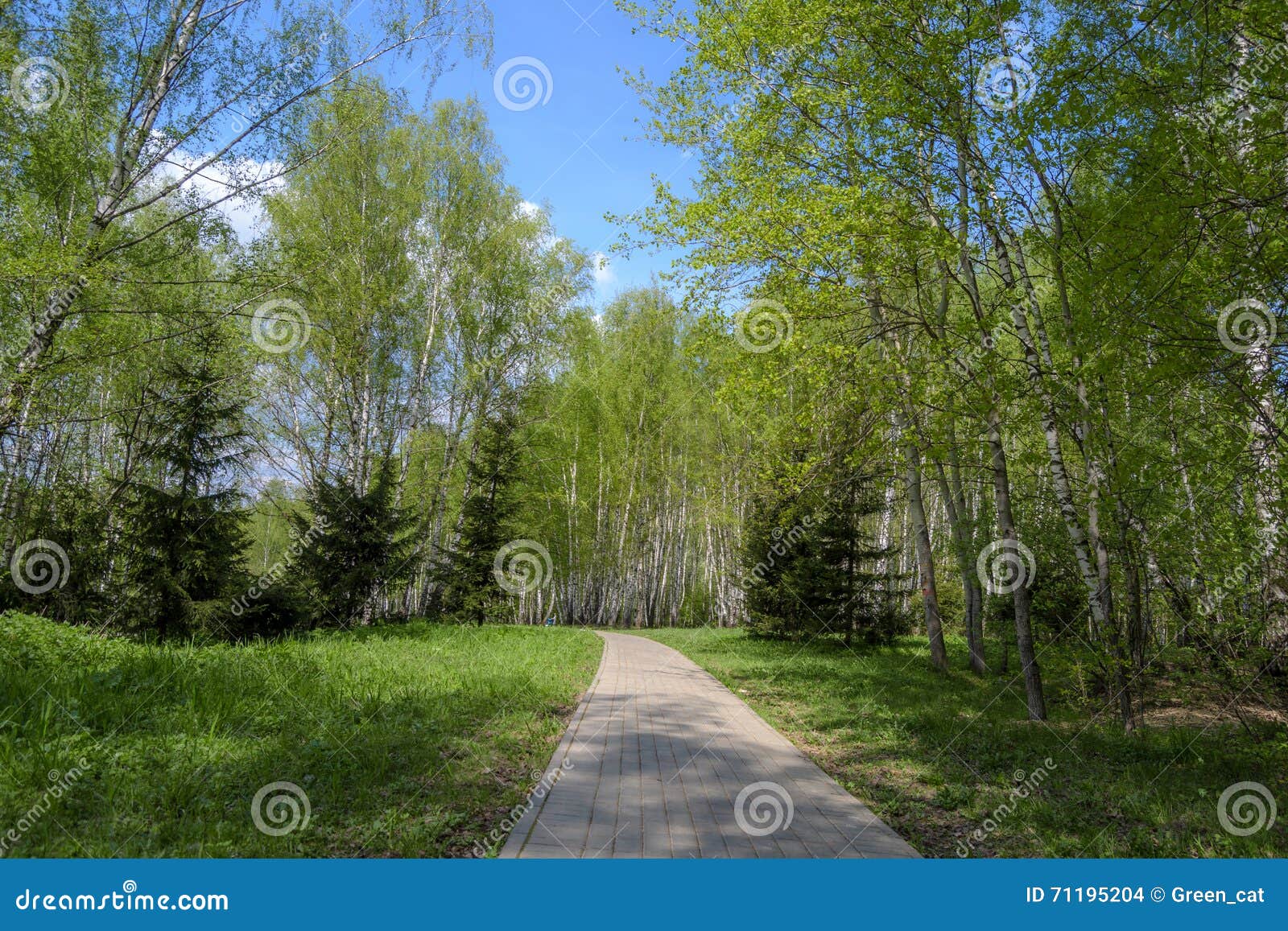 Beautiful Forest Path. Spring Blooming Trees Stock Photo - Image of ...