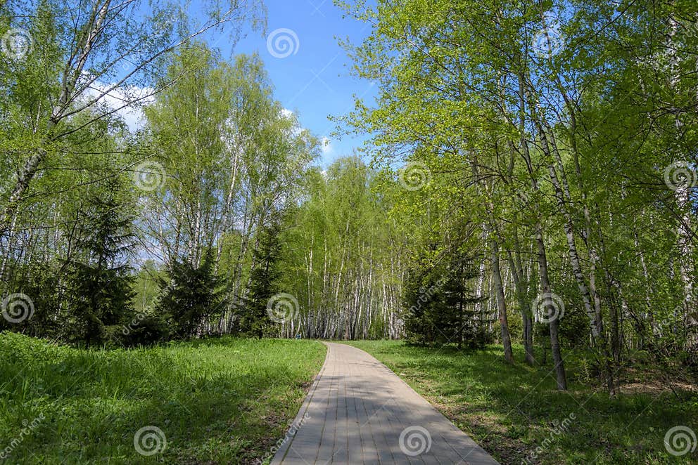 Beautiful Forest Path. Spring Blooming Trees Stock Photo - Image of ...