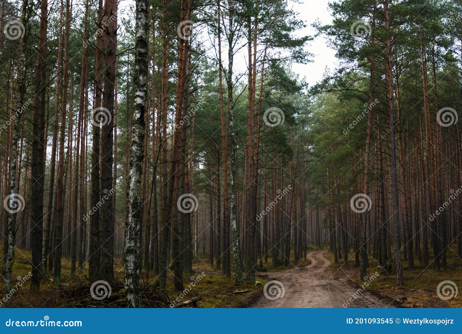Beautiful Forest Pathway at Day Time Stock Image - Image of fall ...