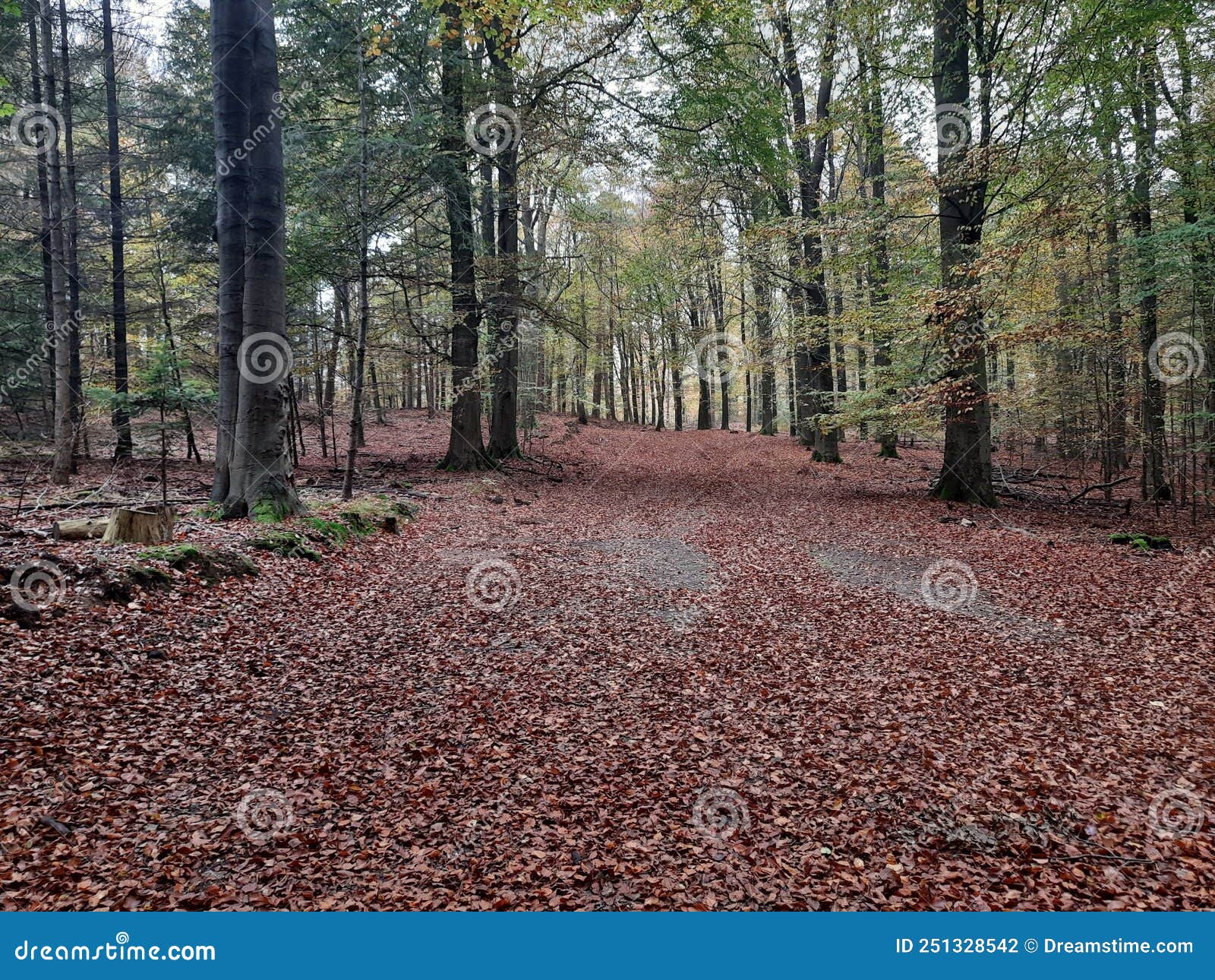 Beautiful forest pathway stock photo. Image of sunlight - 251328542