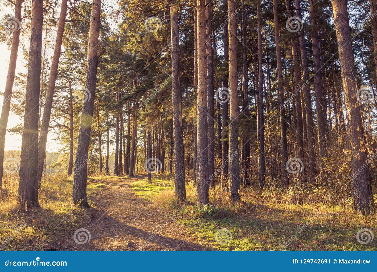 Beautiful forest with road stock image. Image of growth - 129742691