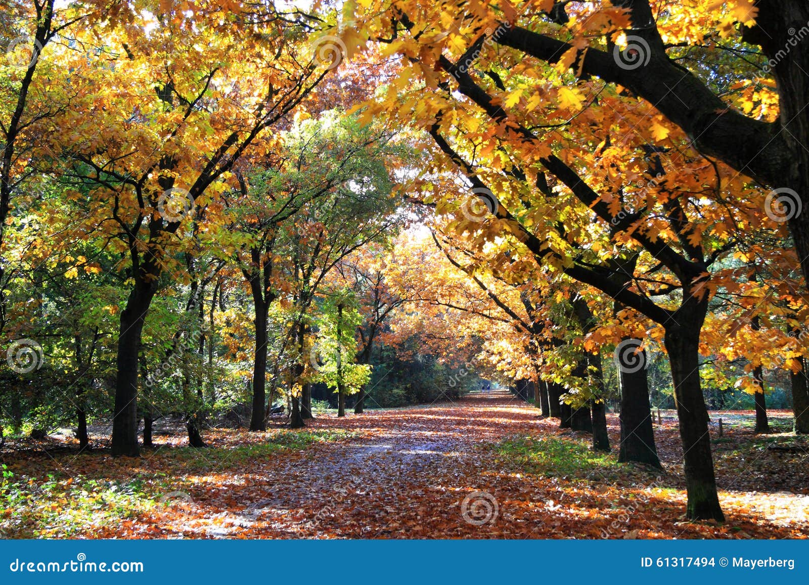 Beautiful forest road stock photo. Image of beautiful - 61317494