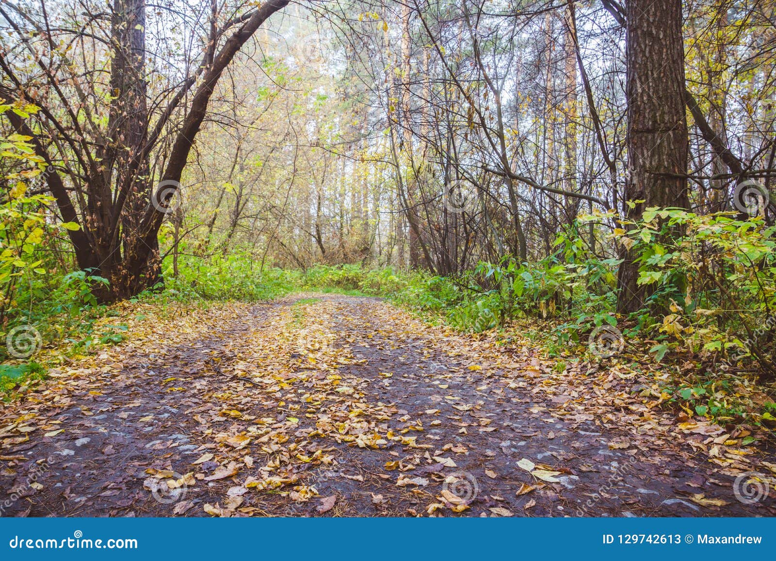 Beautiful forest with road stock image. Image of pathway - 129742613