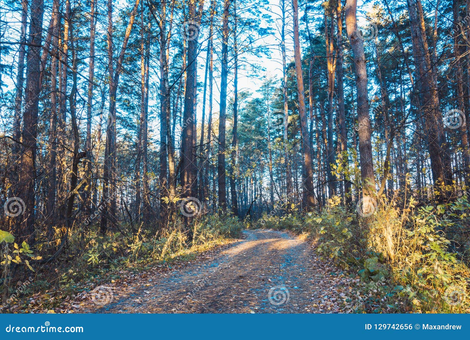 Beautiful forest with road stock photo. Image of dark - 129742656