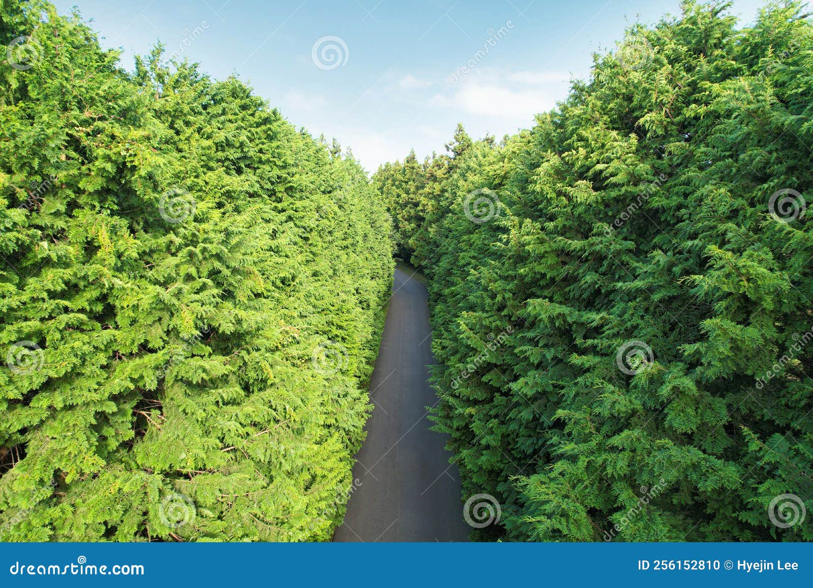 Beautiful Forest Road Filmed with a Drone Stock Photo - Image of ...