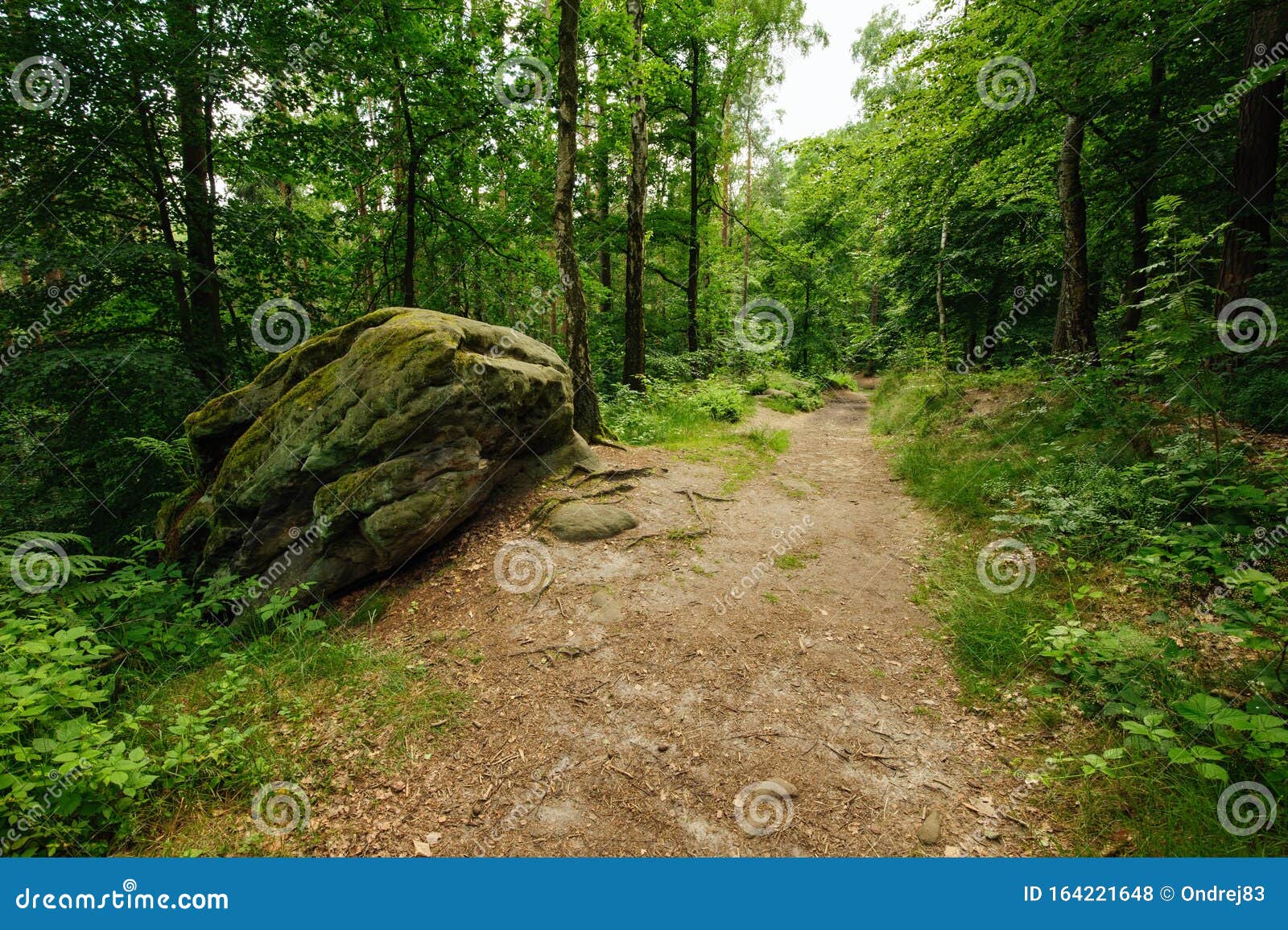Beautiful forest road stock photo. Image of land, foliage - 164221648