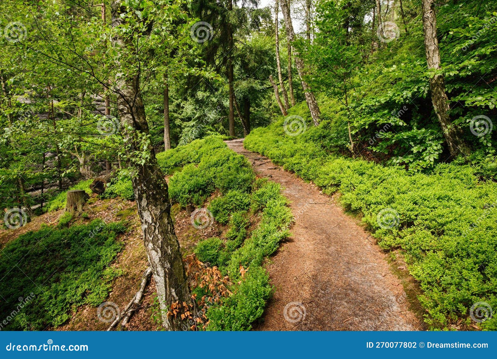 Beautiful forest road stock photo. Image of landscape - 270077802