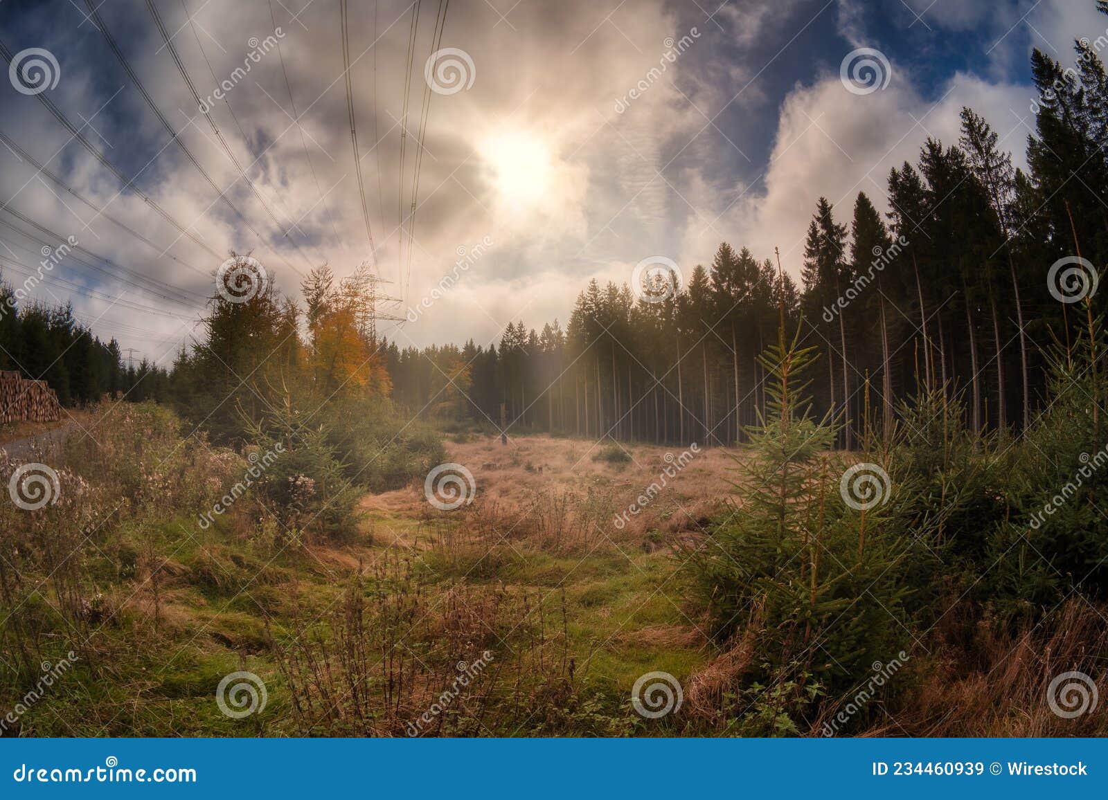 Beautiful Forest Scene in Autumn Stock Image - Image of season ...