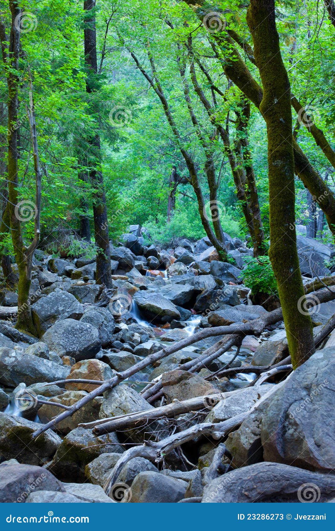 Beautiful Forest Scene with Creek, Rocks, and Wate Stock Image - Image ...