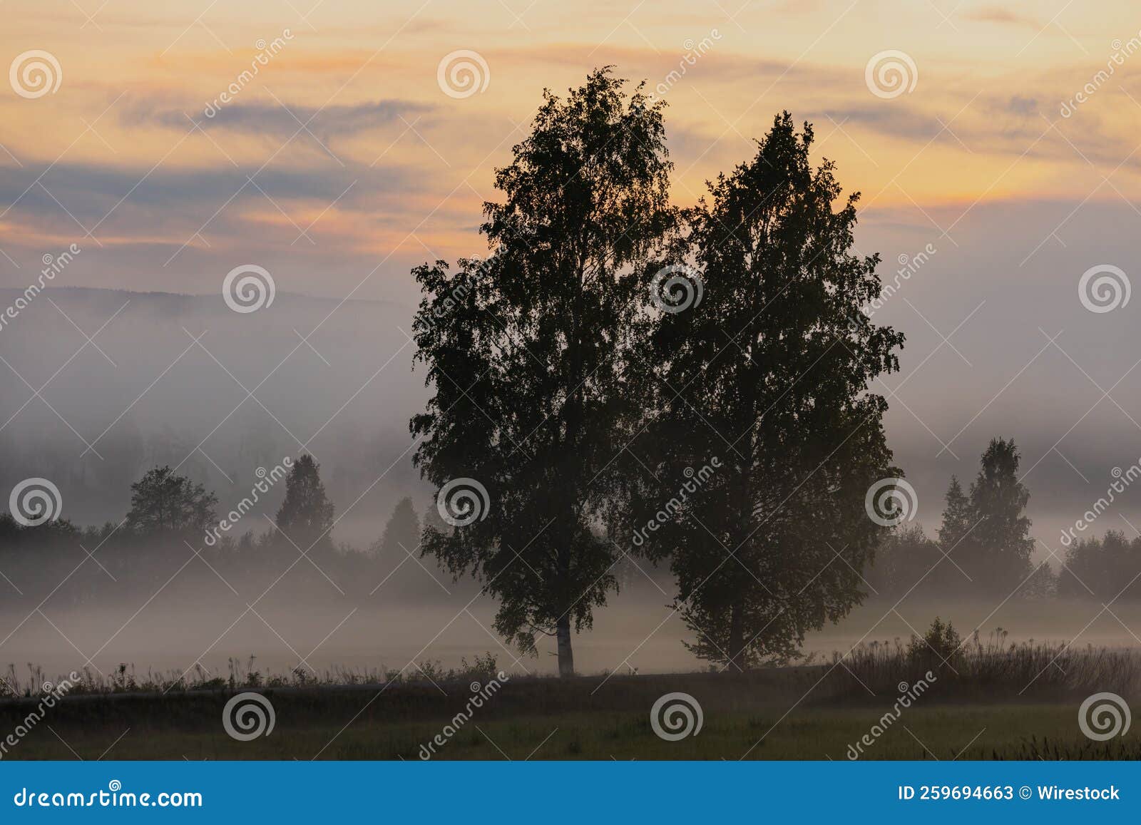 Beautiful Forest Scene during Foggy Sunset Stock Image - Image of soft ...