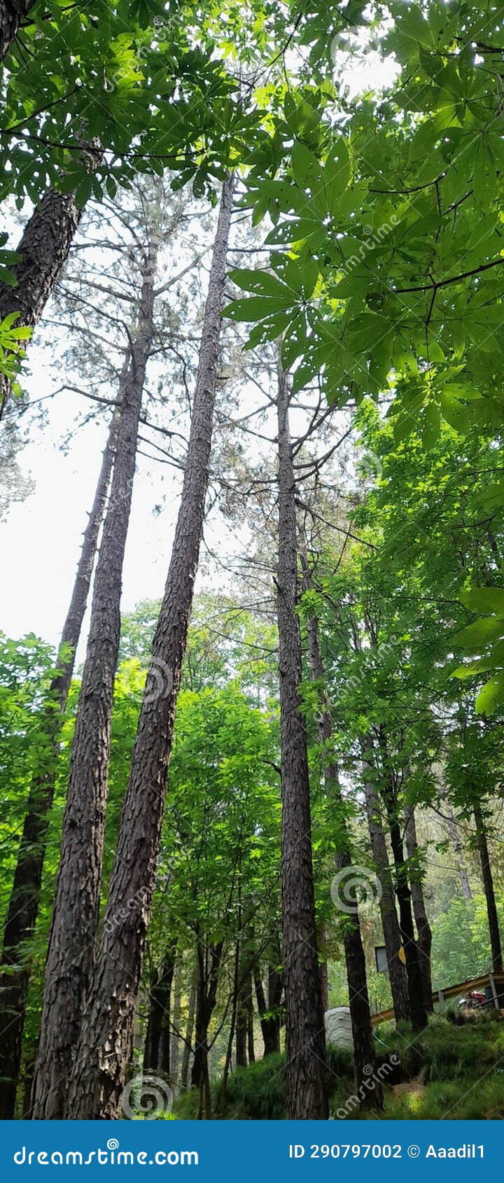 Beautiful Forest Scene of Murree Pakistan Stock Photo - Image of ...