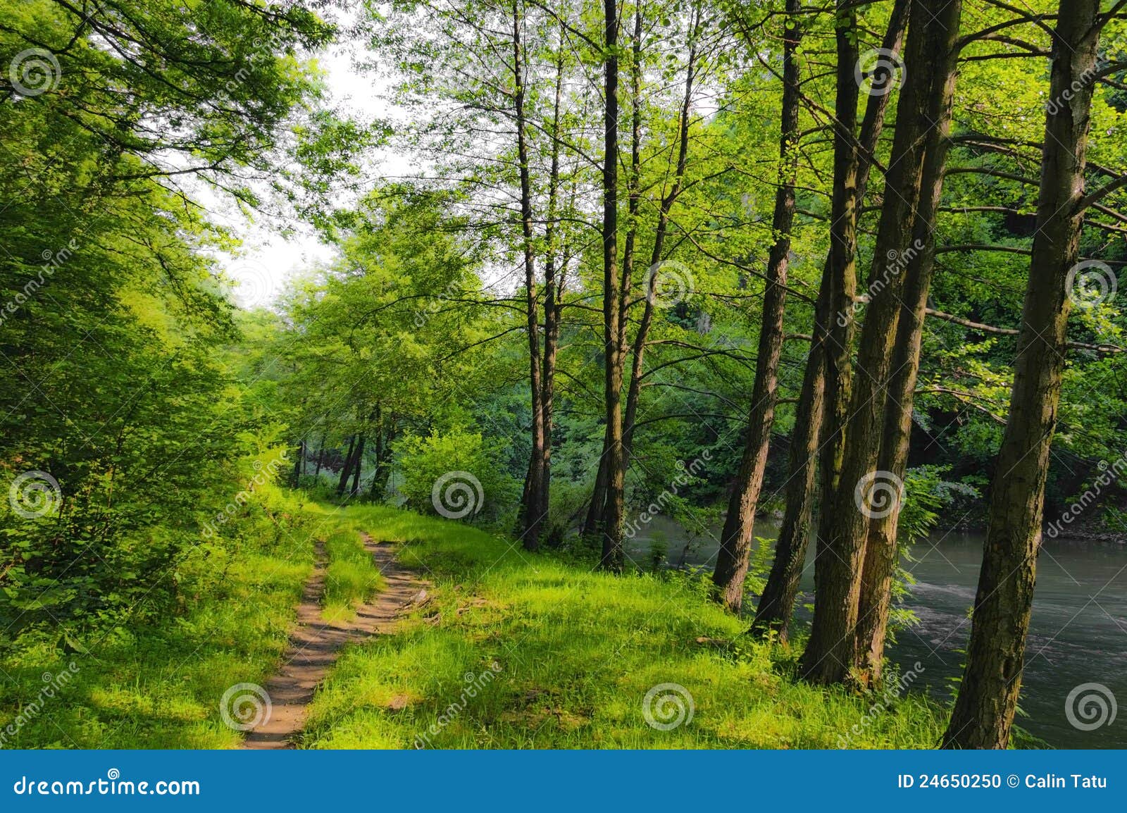 Beautiful forest scenery stock photo. Image of forest - 24650250