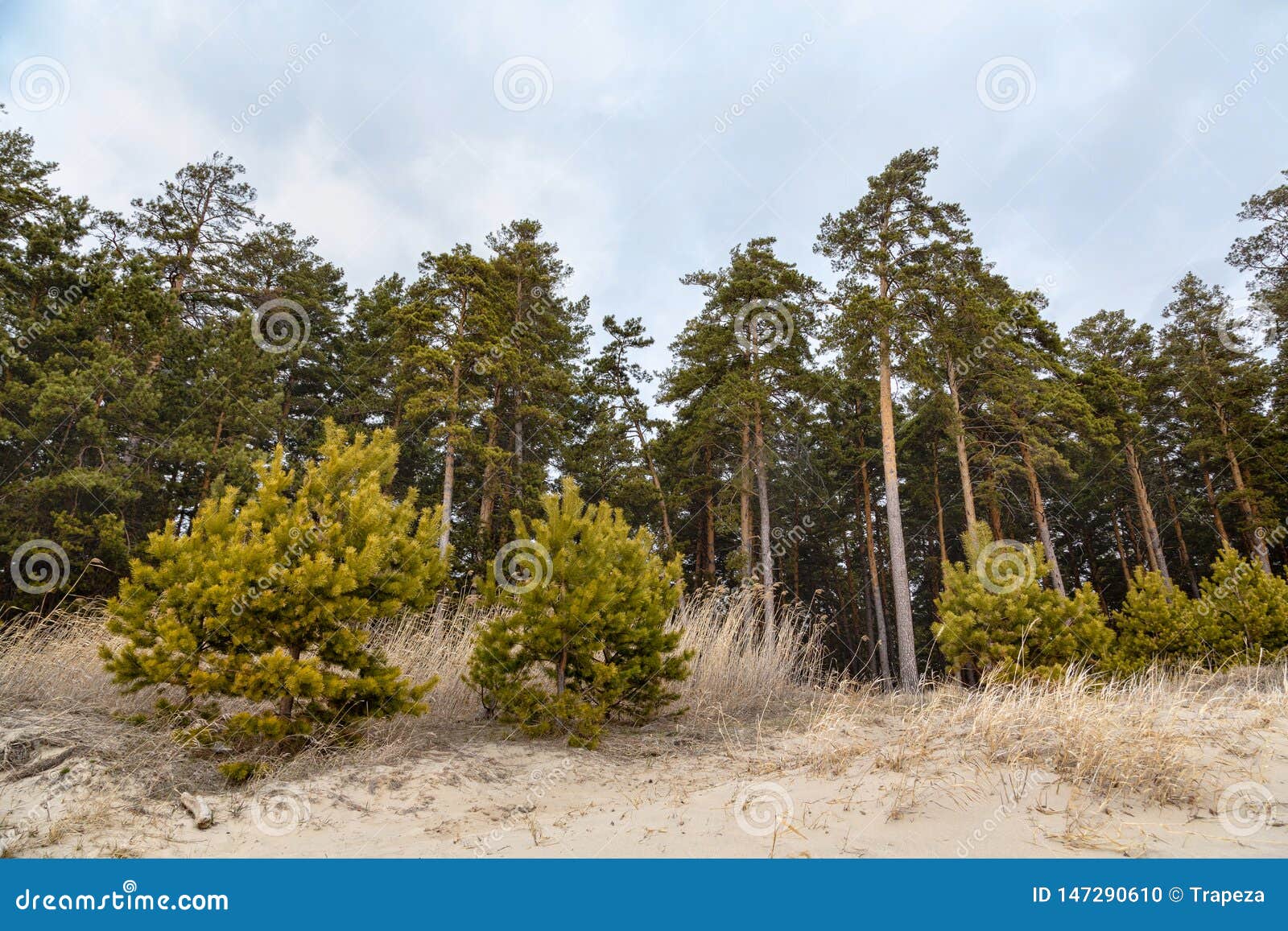 Beautiful Forest in Siberia Stock Photo - Image of grass, environment ...