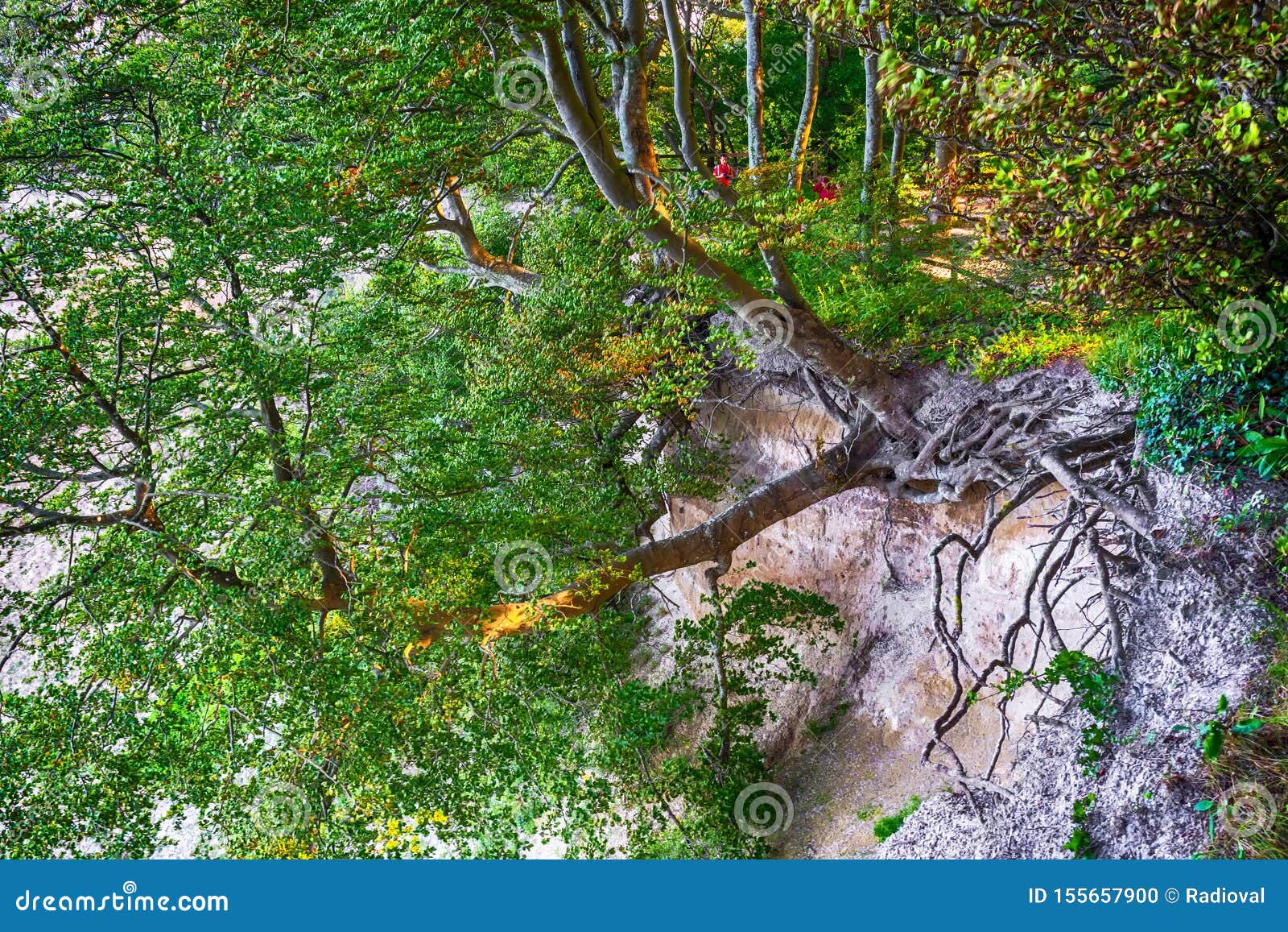 Beautiful Forest on the Side of a Mountain Stock Photo - Image of ...