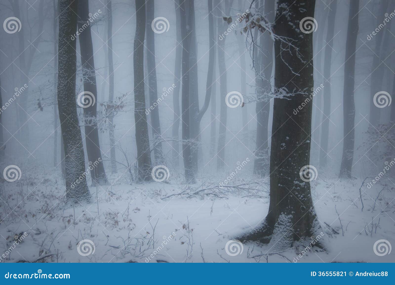 Beautiful Forest with Snow and Fog in Winter Stock Image - Image of ...