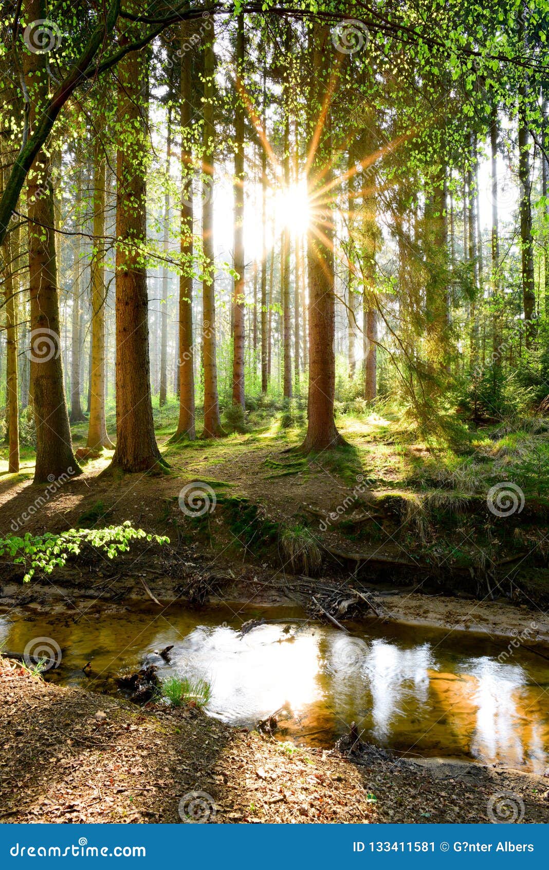 Beautiful forest in spring stock image. Image of sunrise - 133411581