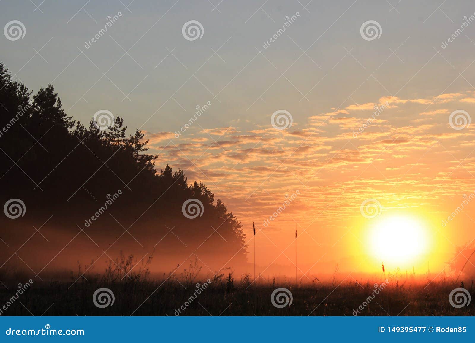 Beautiful Forest in Spring with Bright Sun Shining through Stock Image ...