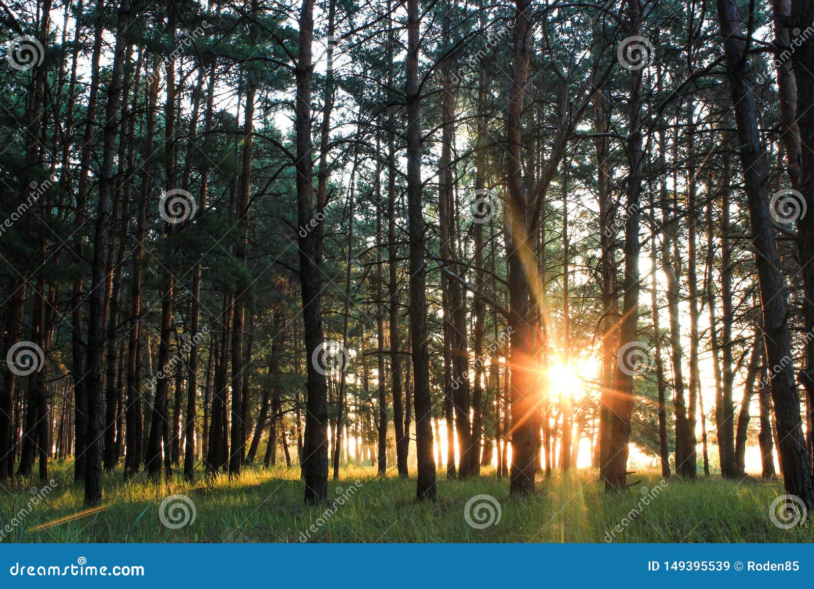 Beautiful Forest in Spring with Bright Sun Shining through Stock Image ...