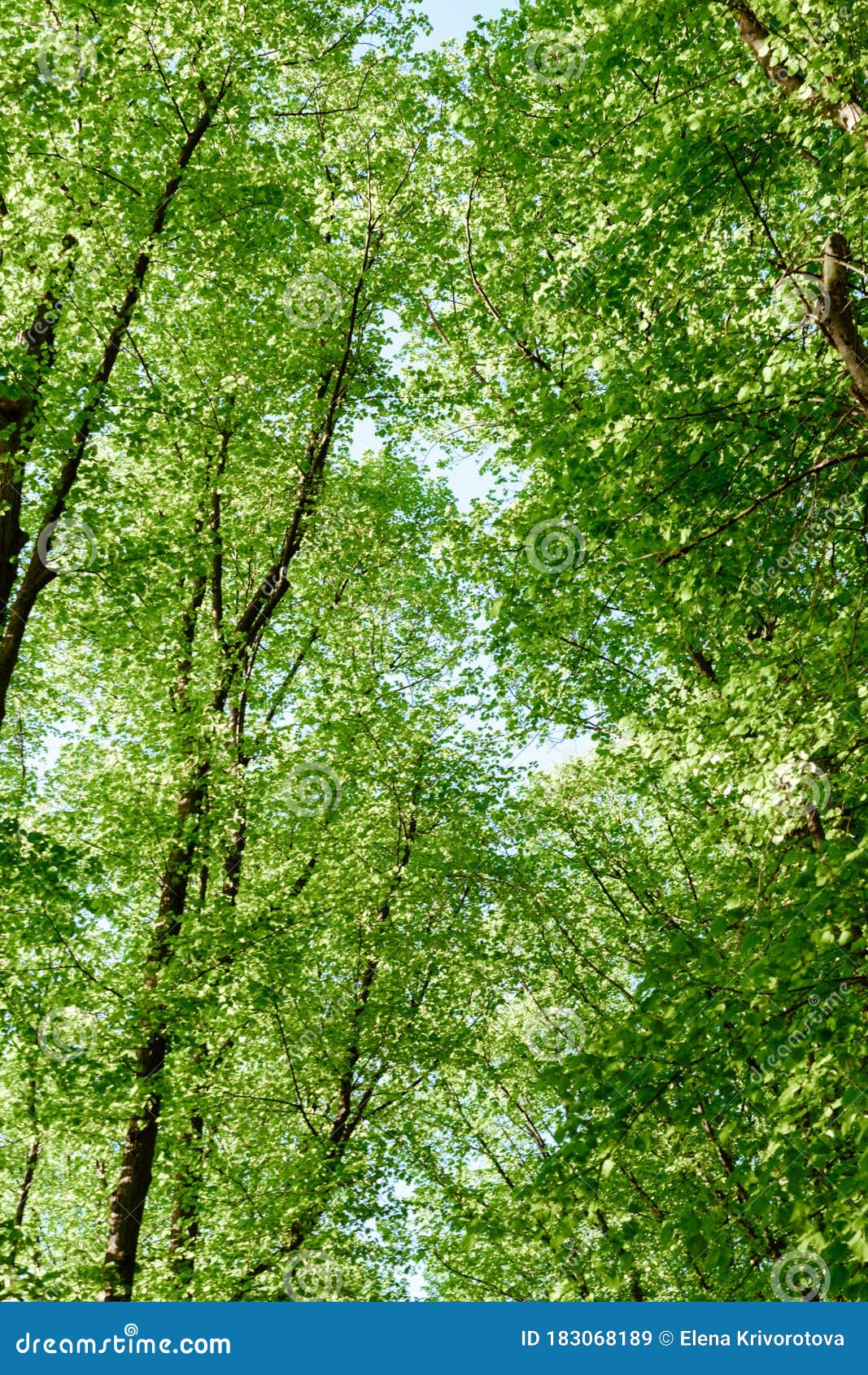 Beautiful Forest with Spring Fresh Green Foliage Stock Image - Image of ...