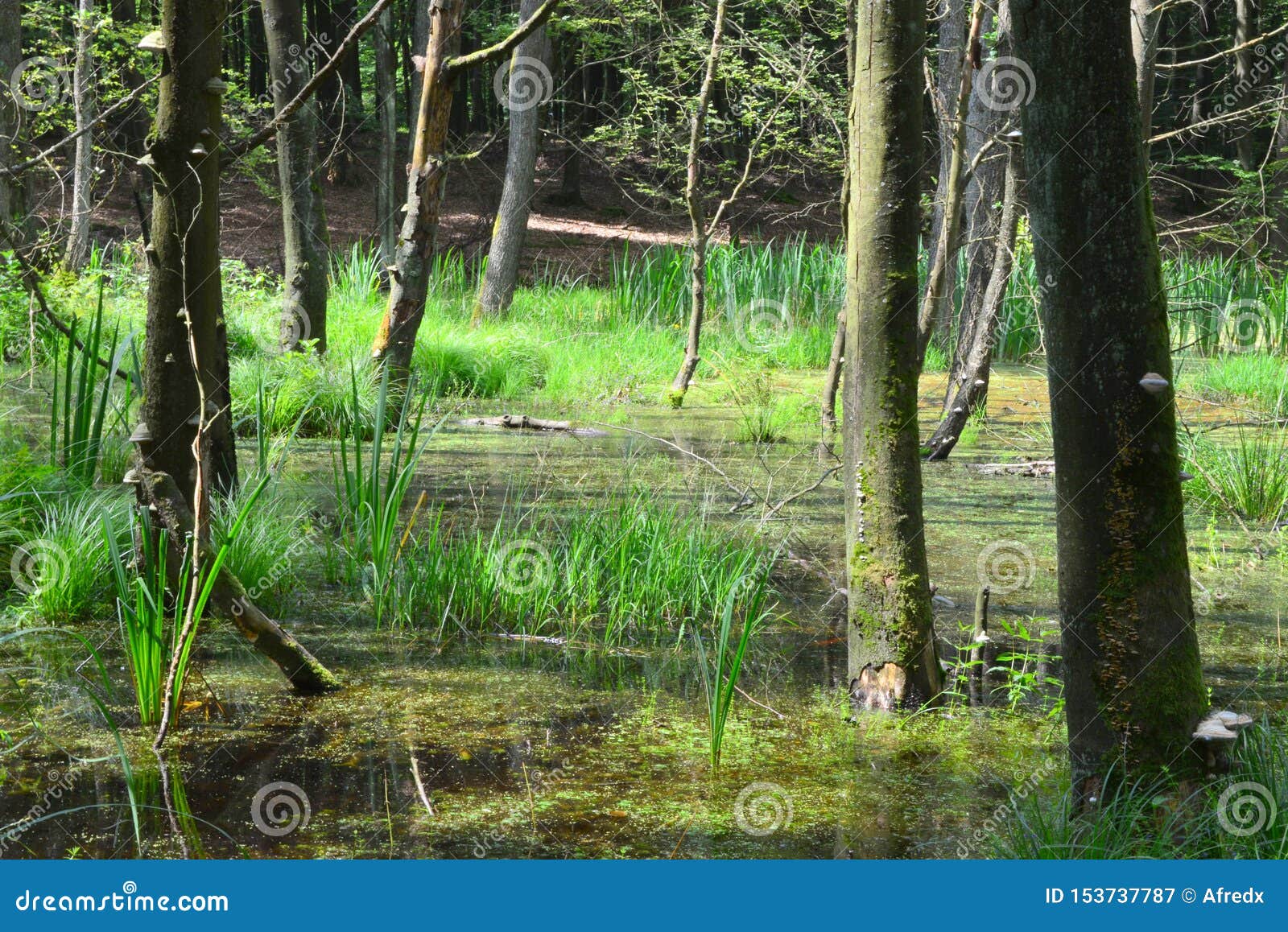 Beautiful Spring in the Forest,, Tree, Wetlands Stock Image - Image of ...