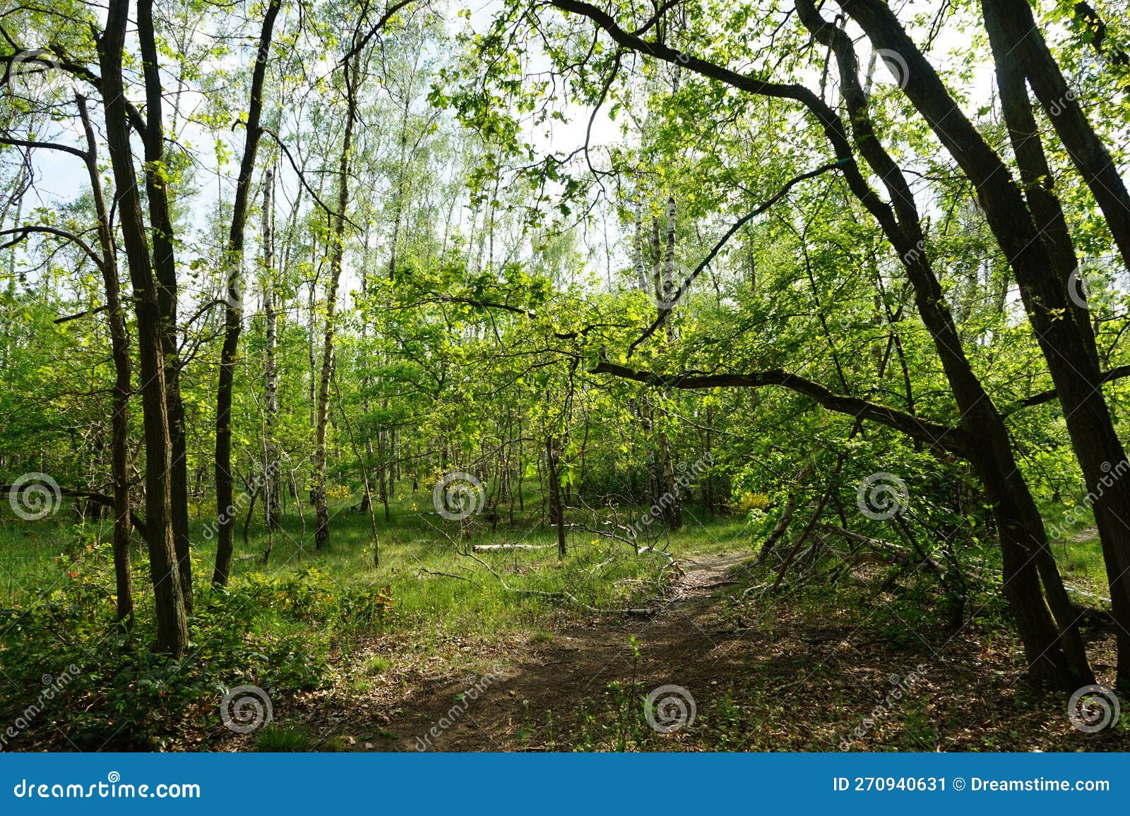 Beautiful Forest with Spring Vegetation in May. Berlin, Germany Stock ...