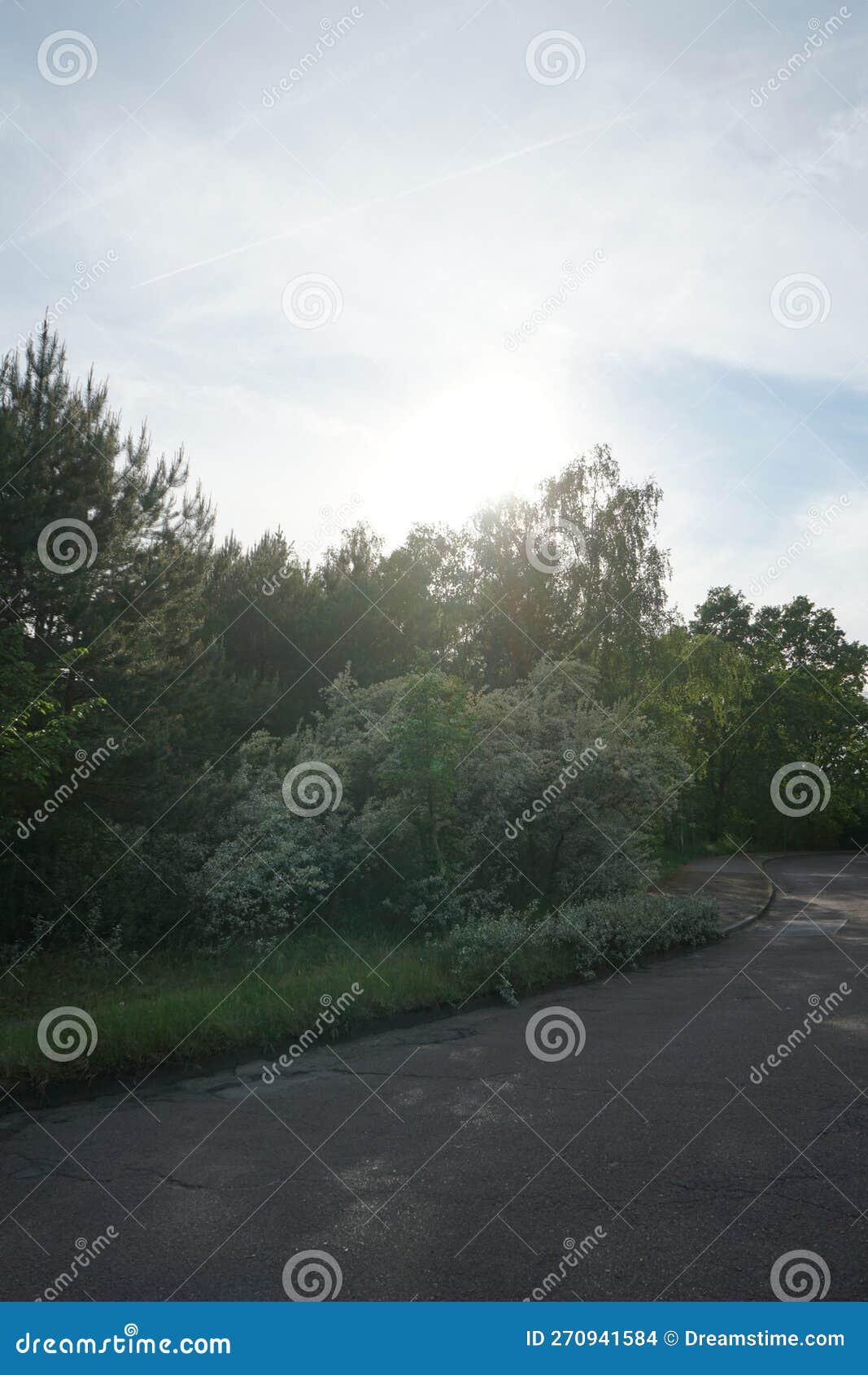 Beautiful Forest with Spring Vegetation in May. Berlin, Germany Stock ...