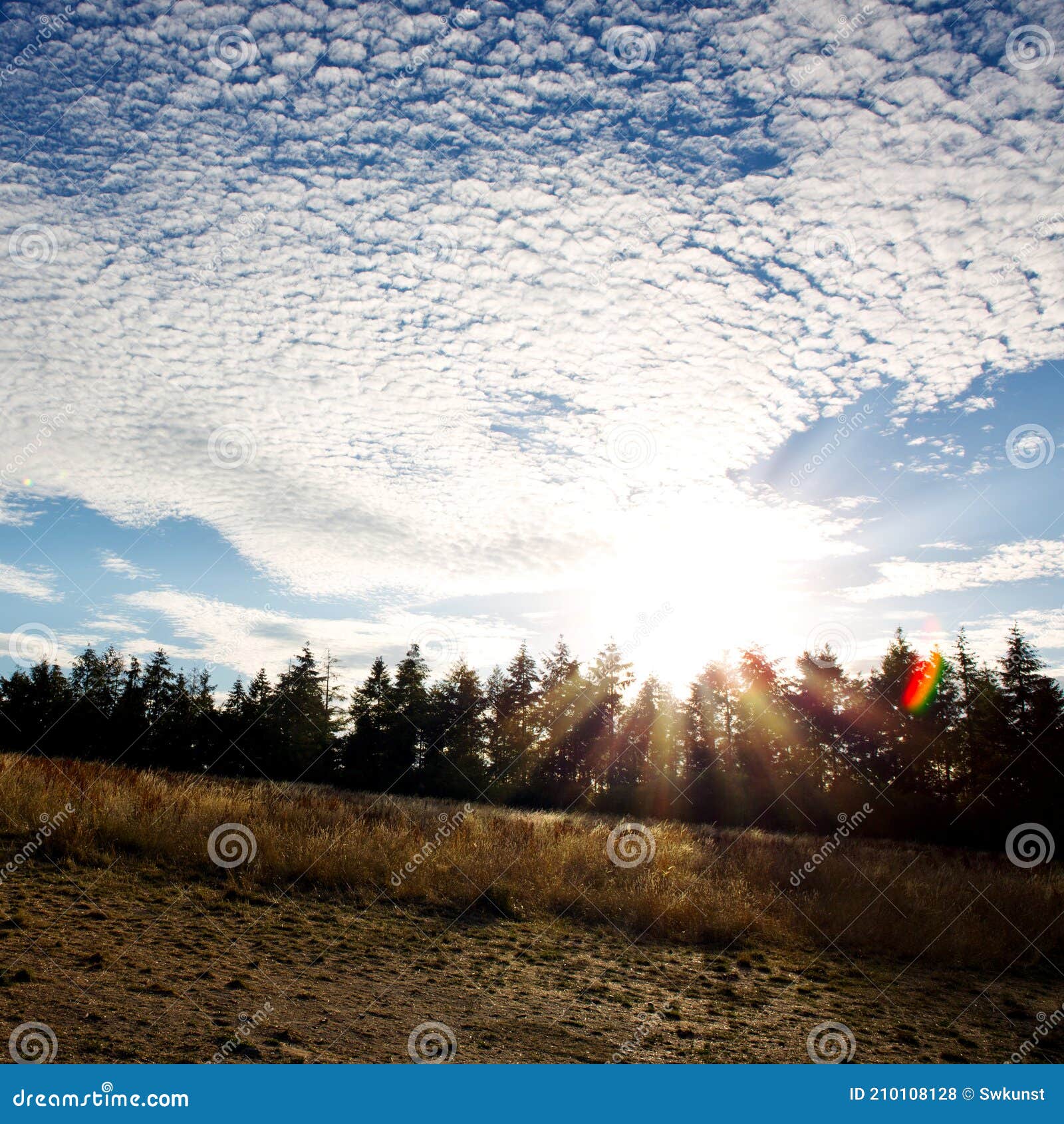 Beautiful Forest in Summer with Bright Sun . Stock Photo - Image of ...