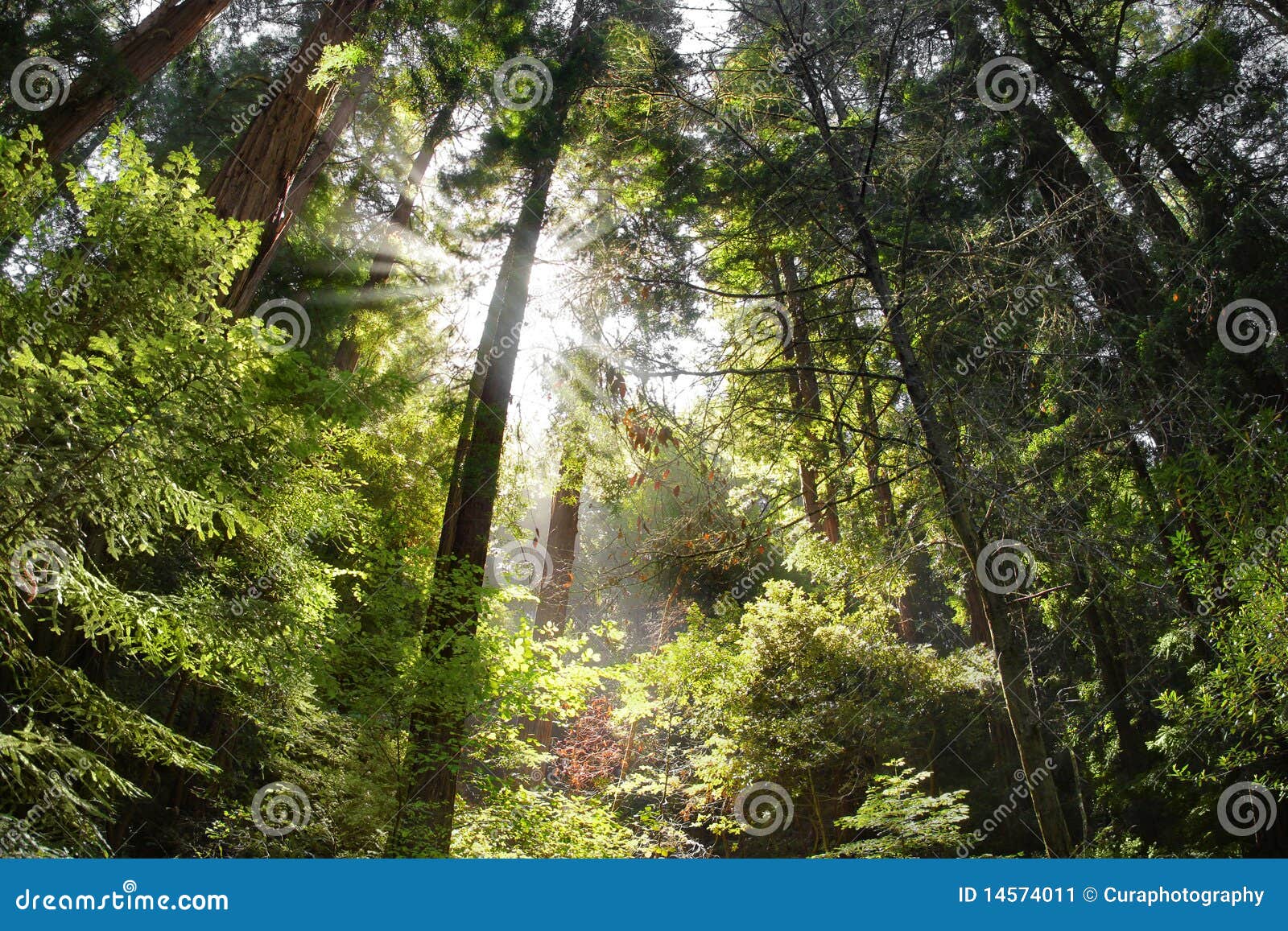 Beautiful Forest with Sun Rays Stock Image - Image of beauty, scenic ...