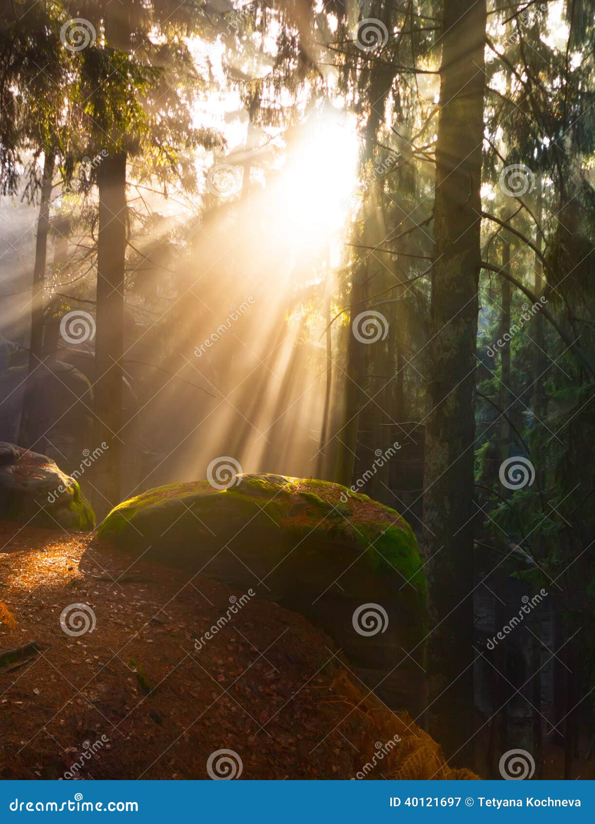Beautiful Forest and Sunbeams Stock Image - Image of landscape, light ...