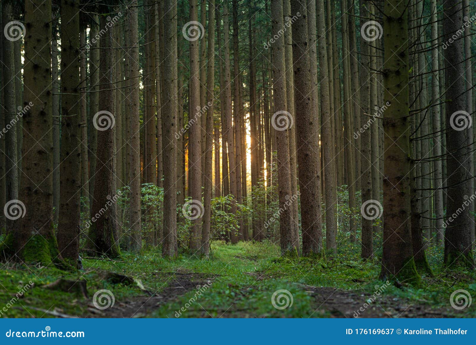 Beautiful Forest in Sunlight in Summer Stock Image - Image of nature ...