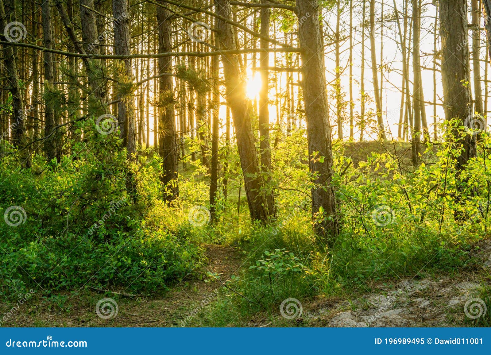 Beautiful Forest during Sunset Stock Image - Image of pathway, seacoast ...